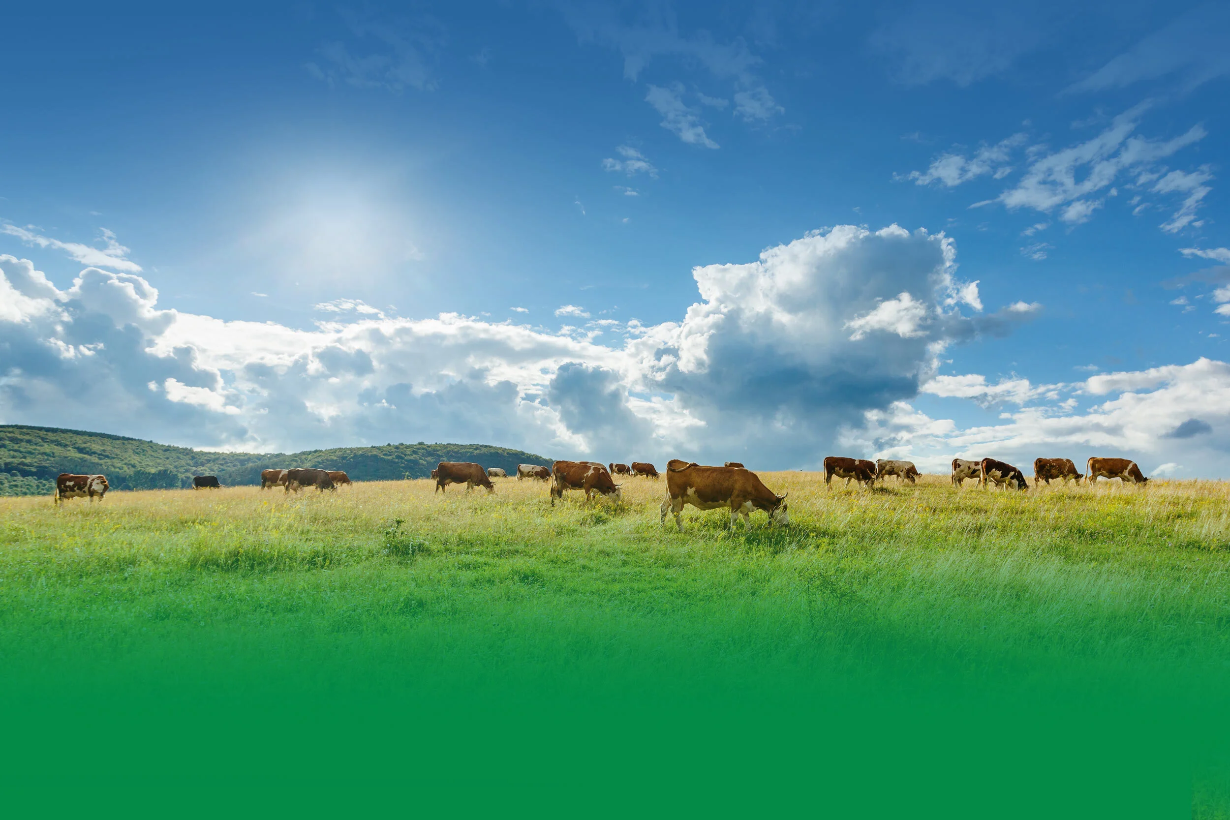 Defining Nutrient Density in Beef — The Bionutrient Institute ...