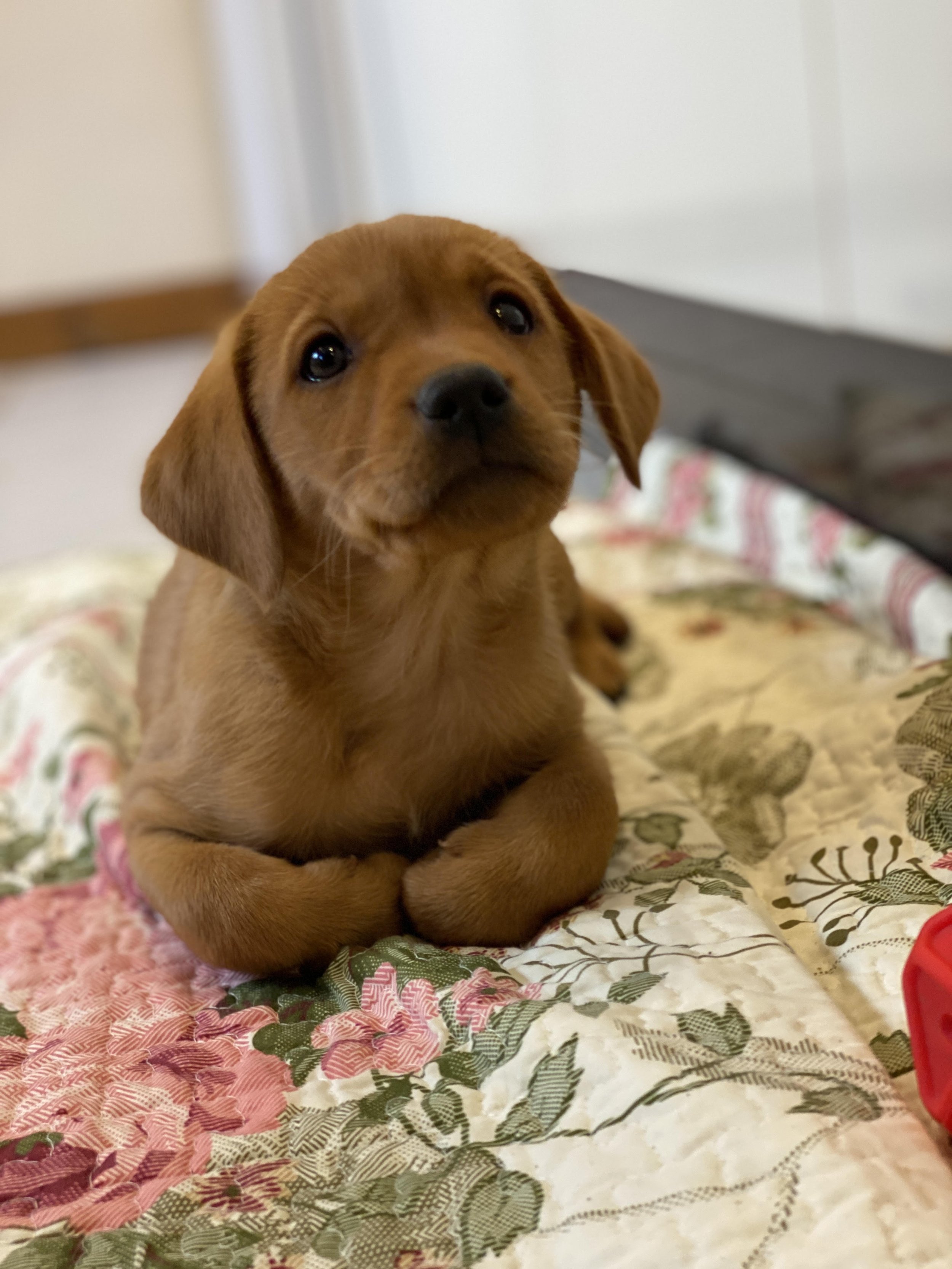 Henleywood Labradors