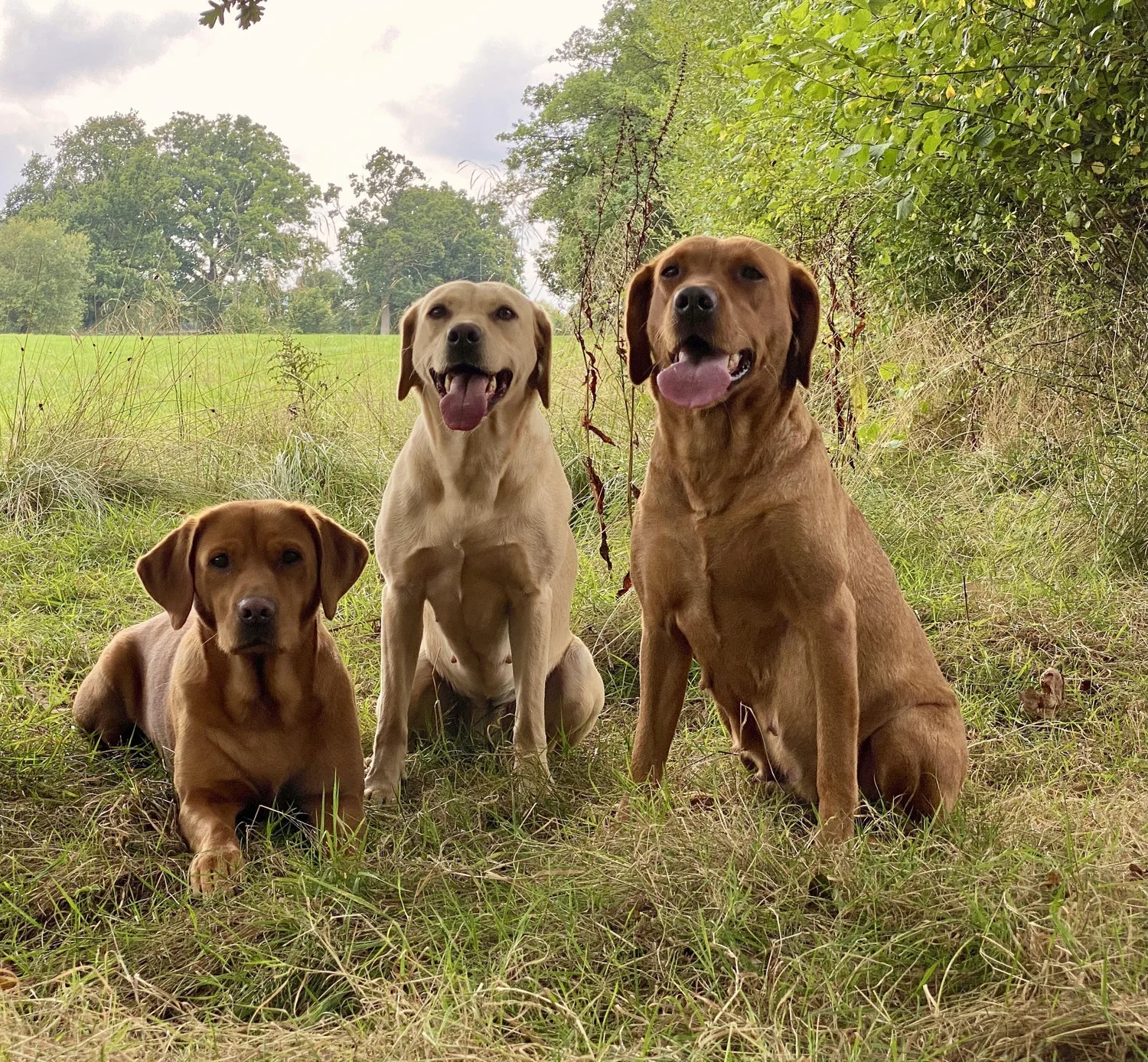 Henleywood Labradors