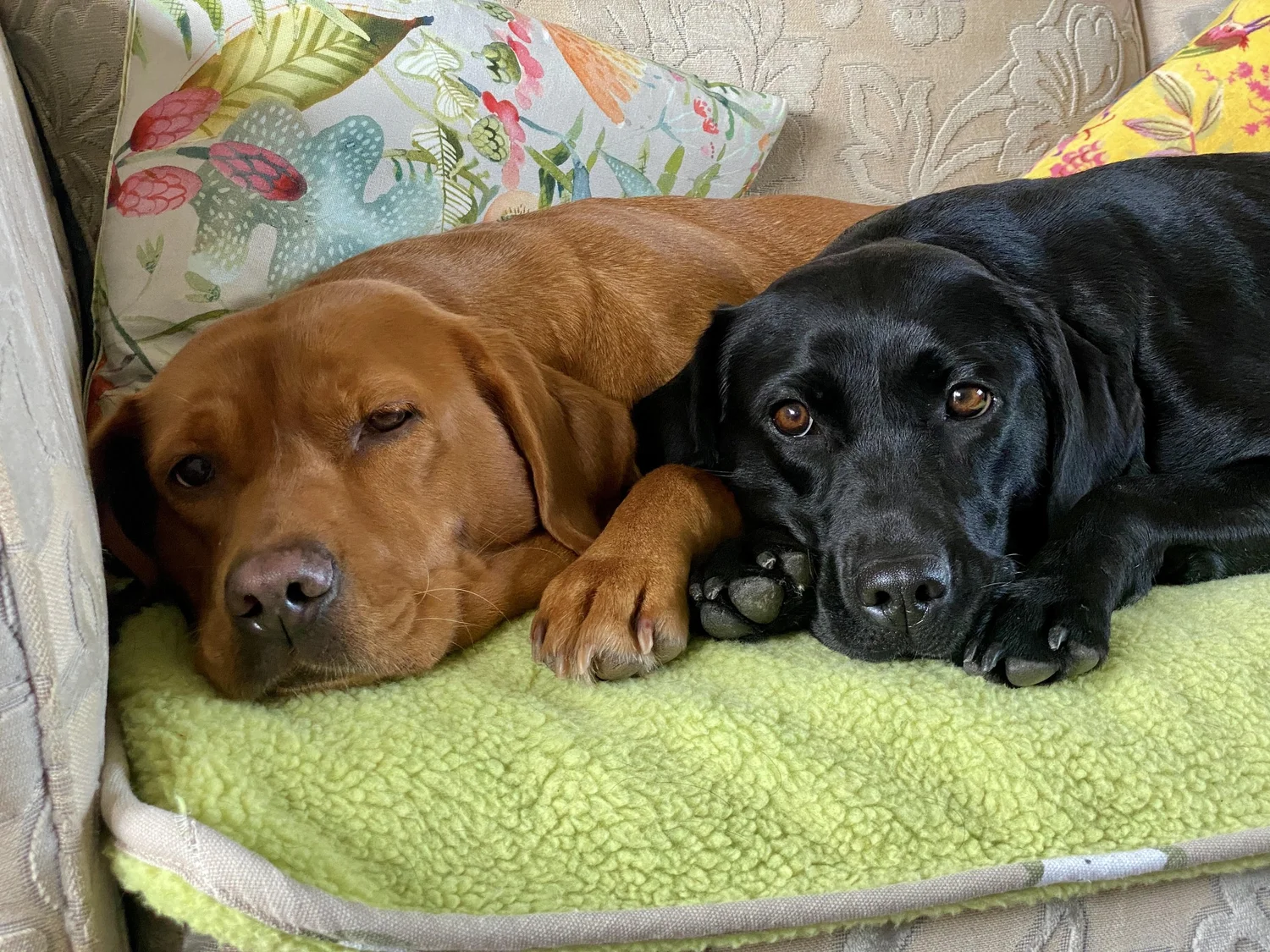 Henleywood Labradors