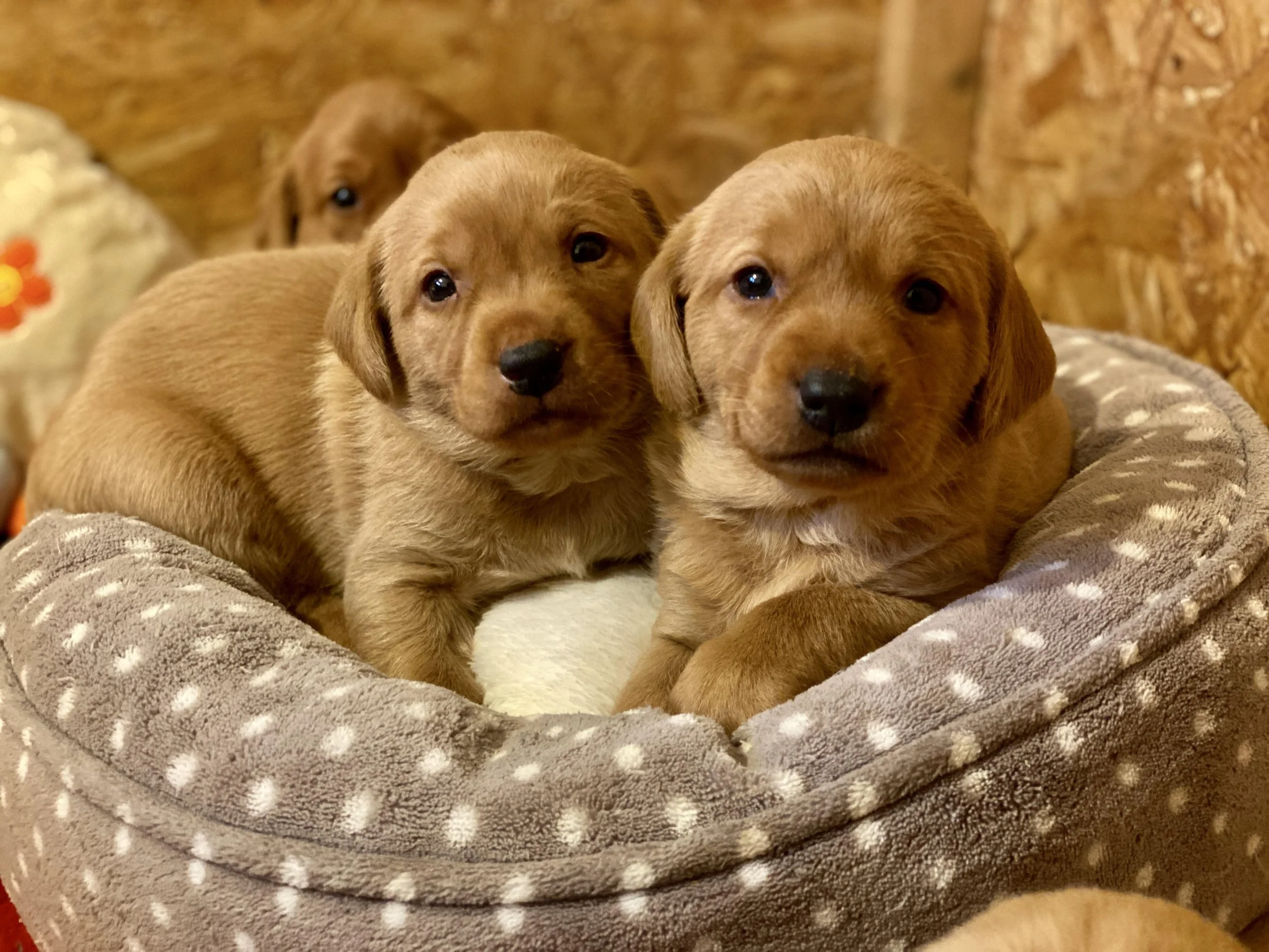 Henleywood Labradors