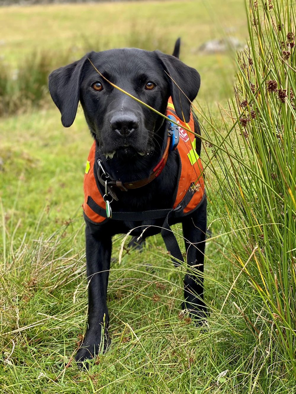 Henleywood Labradors