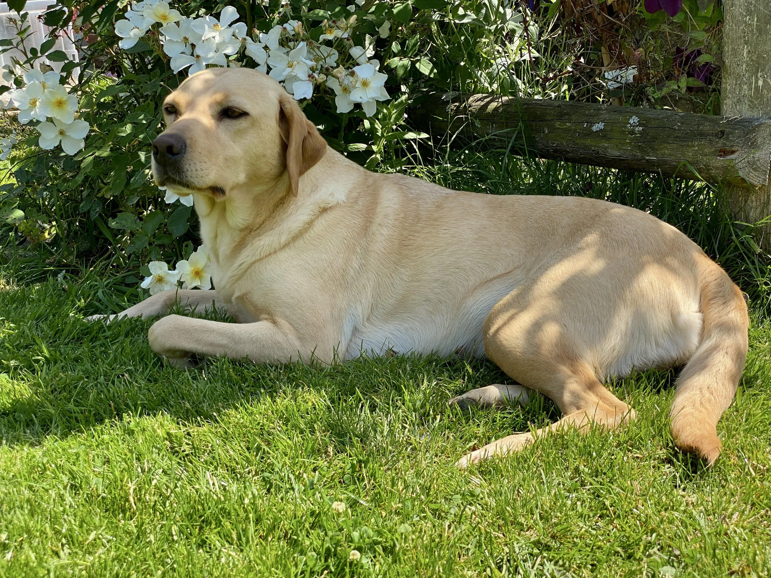 Henleywood Labradors