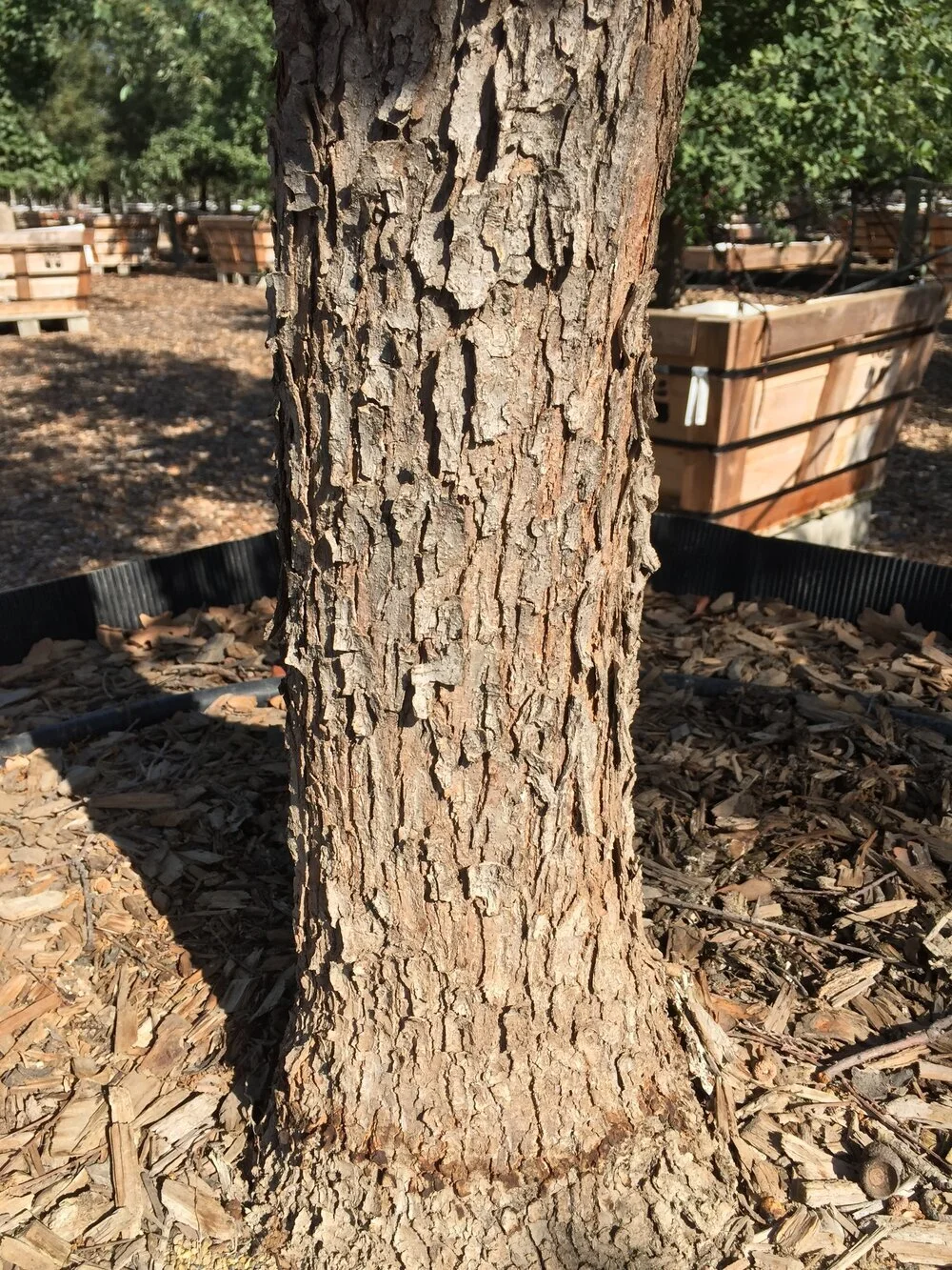 Lacey Oak Quercus laceyi — Oaktopia