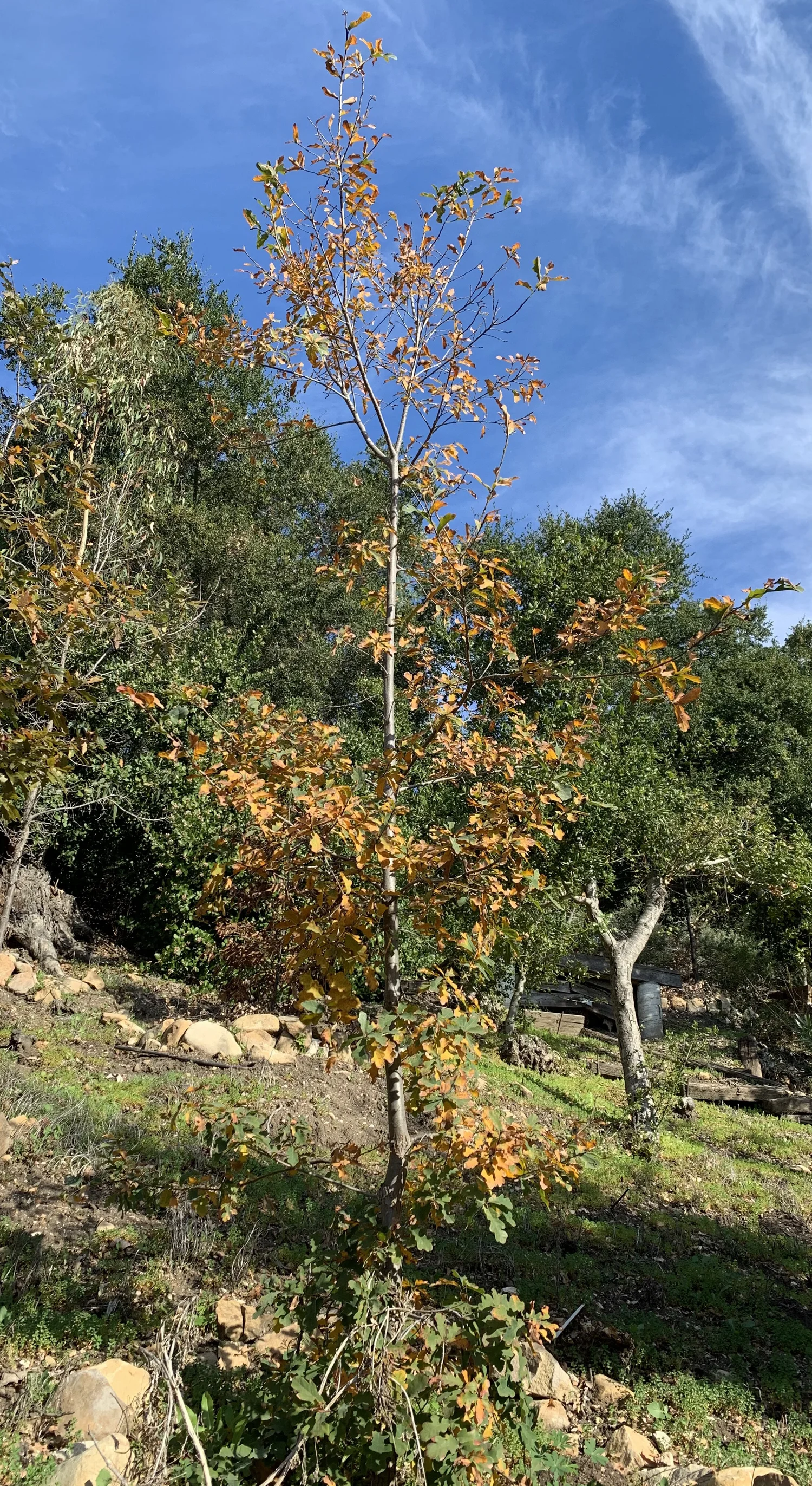 Lacey Oak Quercus laceyi — Oaktopia
