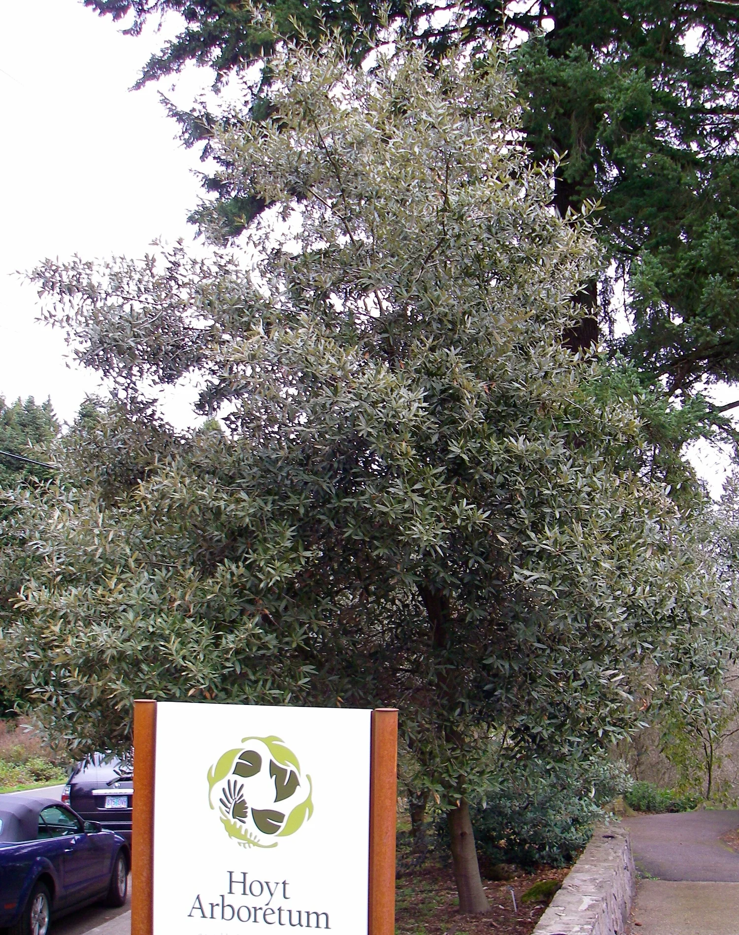 Silverleaf Oak Quercus hypoleucoides — Oaktopia