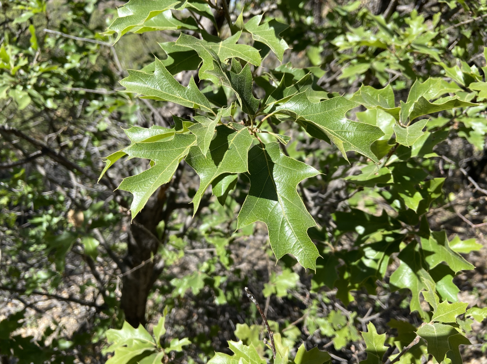 Chisos Red Oak Quercus gravesii — Oaktopia