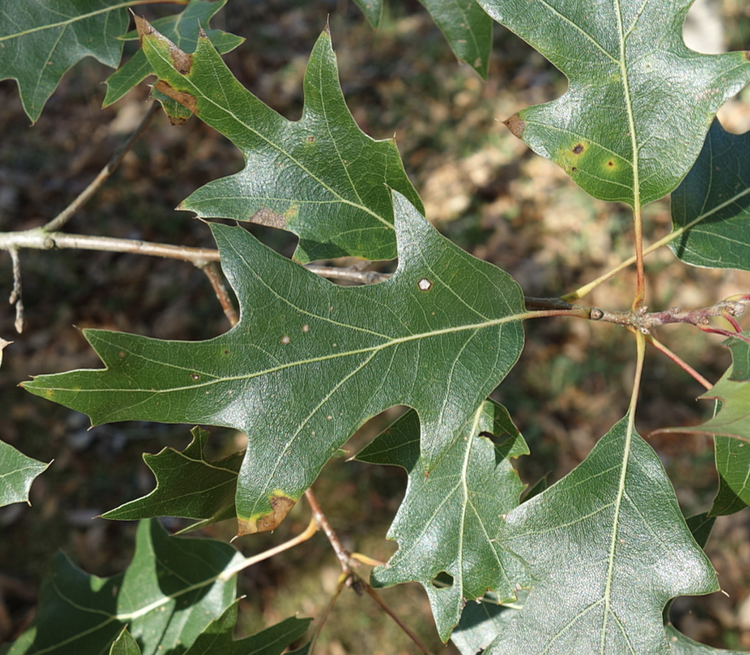 Chisos Red Oak Quercus gravesii — Oaktopia