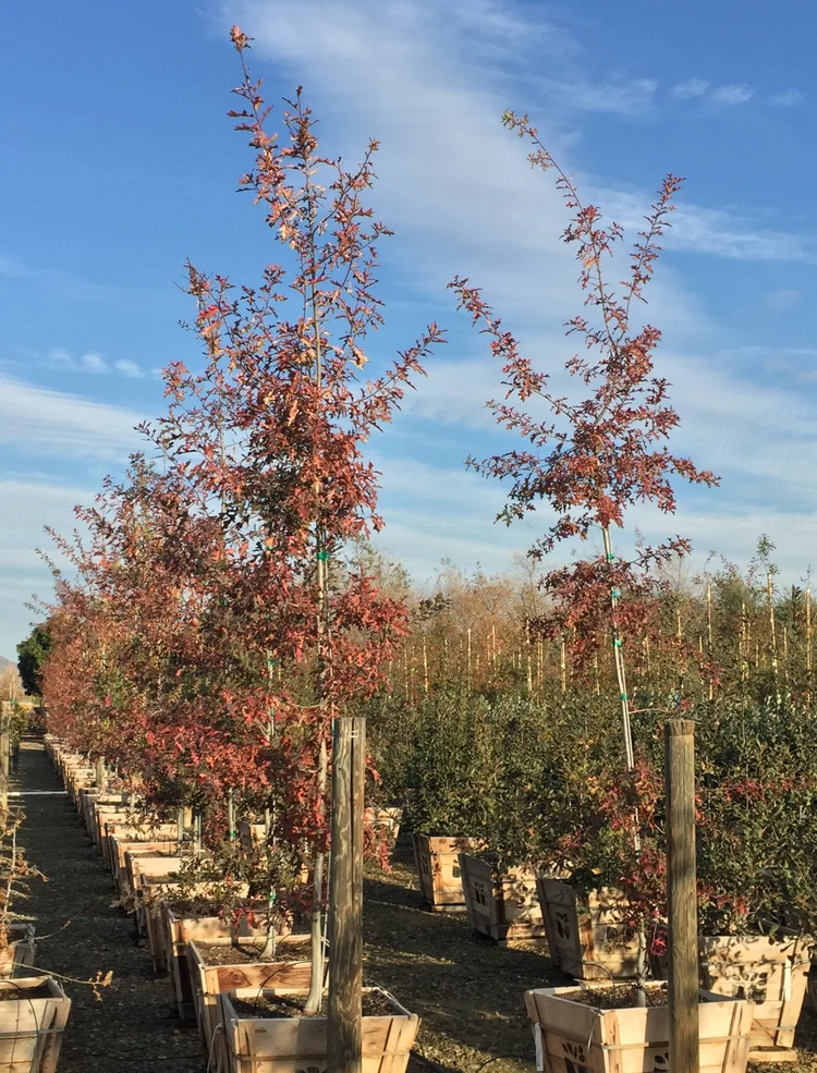 Chisos Red Oak Quercus gravesii — Oaktopia