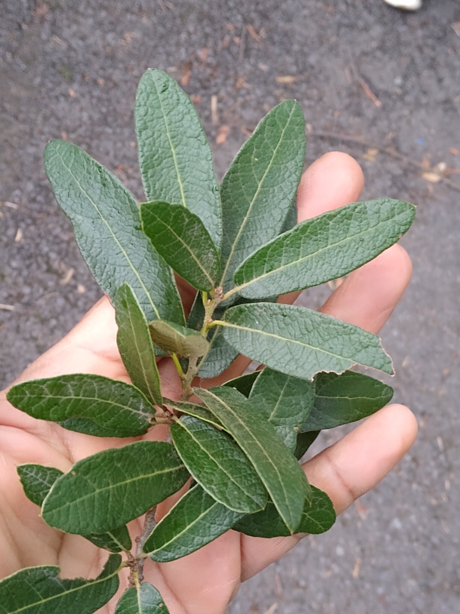 Encino Tezahuatl Quercus crassipes and mexicana — Oaktopia