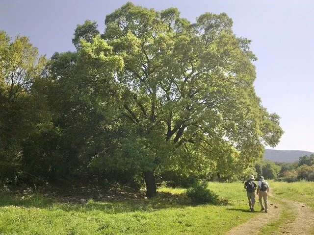 Feature Trees Gallery Pages — Oaktopia