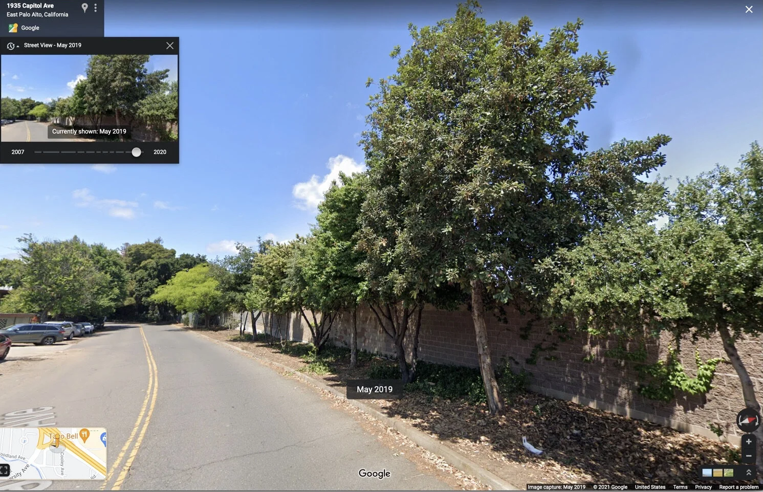 Netleaf Oak Quercus rugosa — Oaktopia