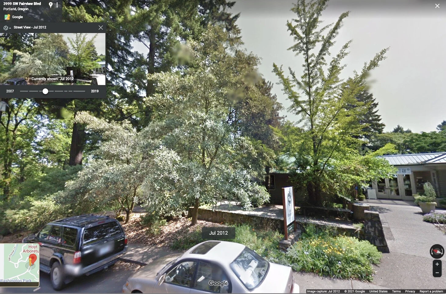 Silverleaf Oak Quercus hypoleucoides — Oaktopia