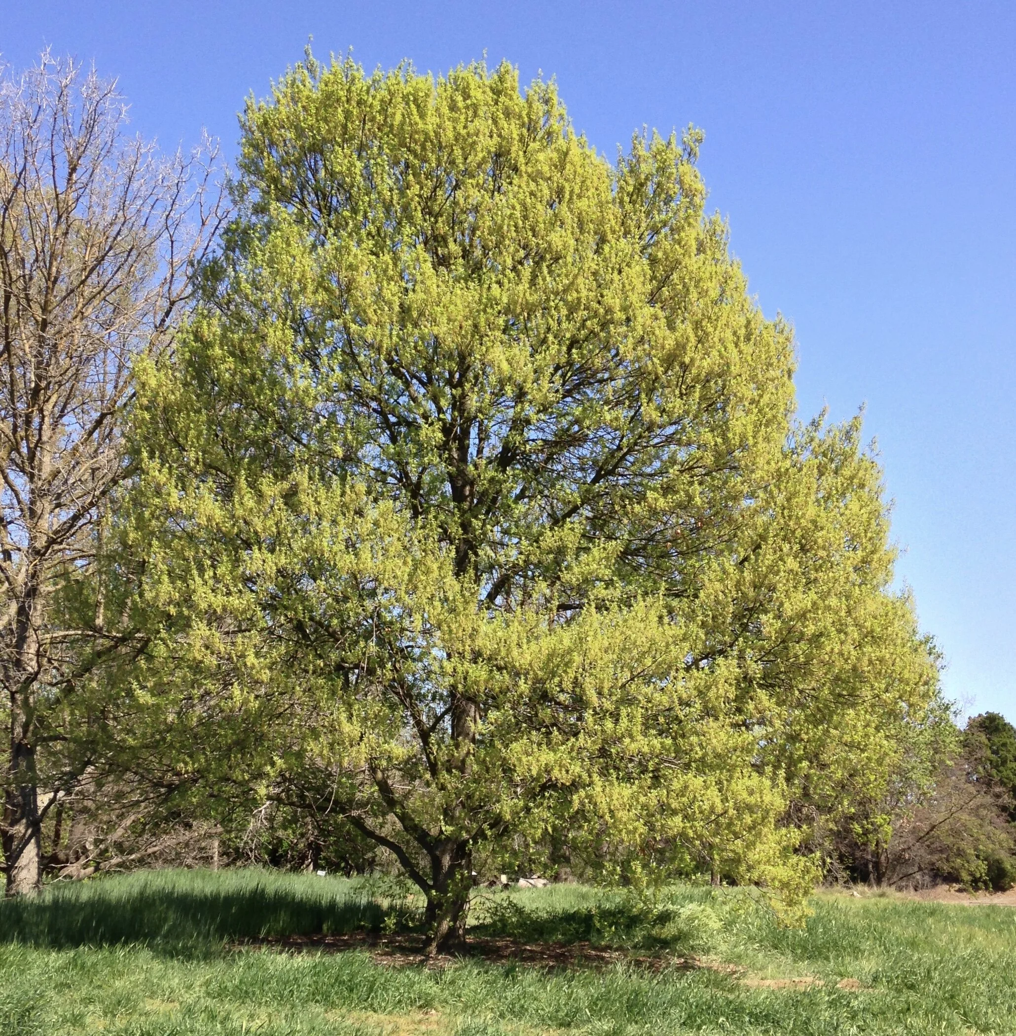 Macedonian Oak Quercus trojana — Oaktopia