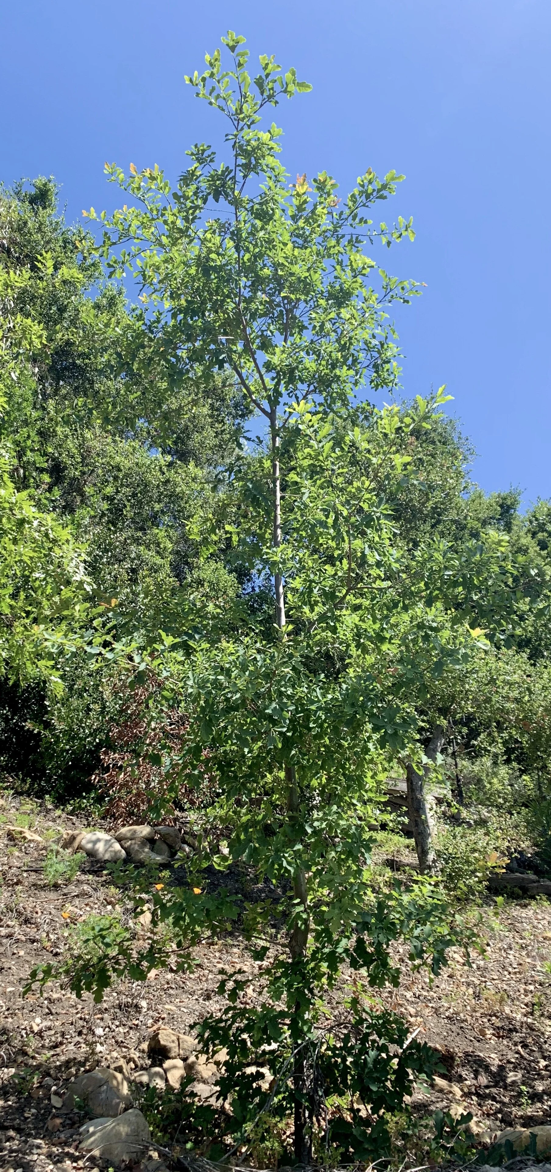 Lacey Oak Quercus laceyi — Oaktopia
