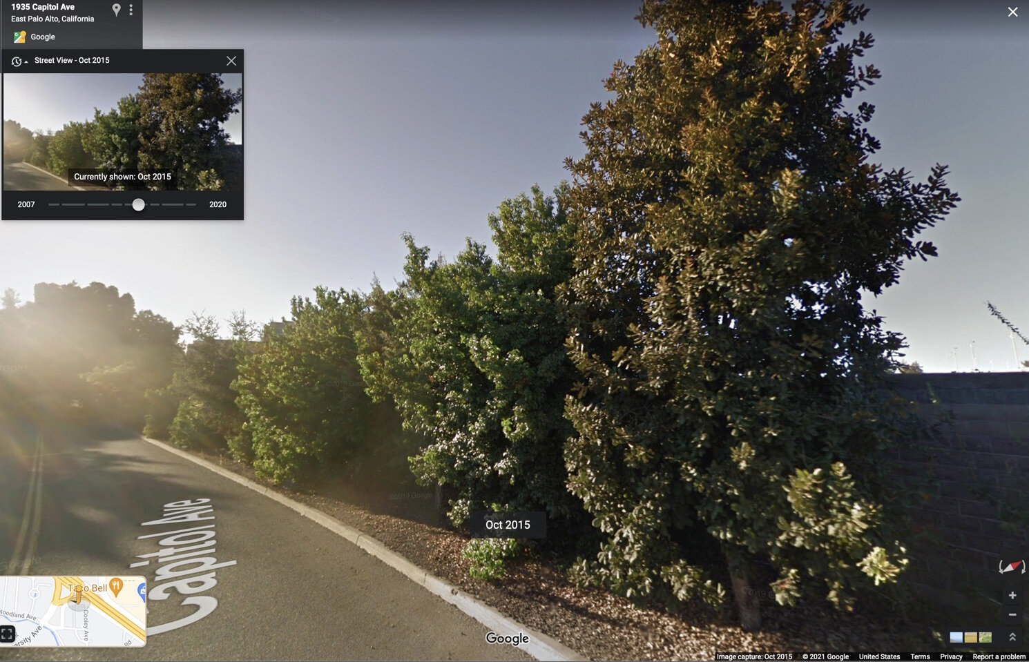 Netleaf Oak Quercus rugosa — Oaktopia