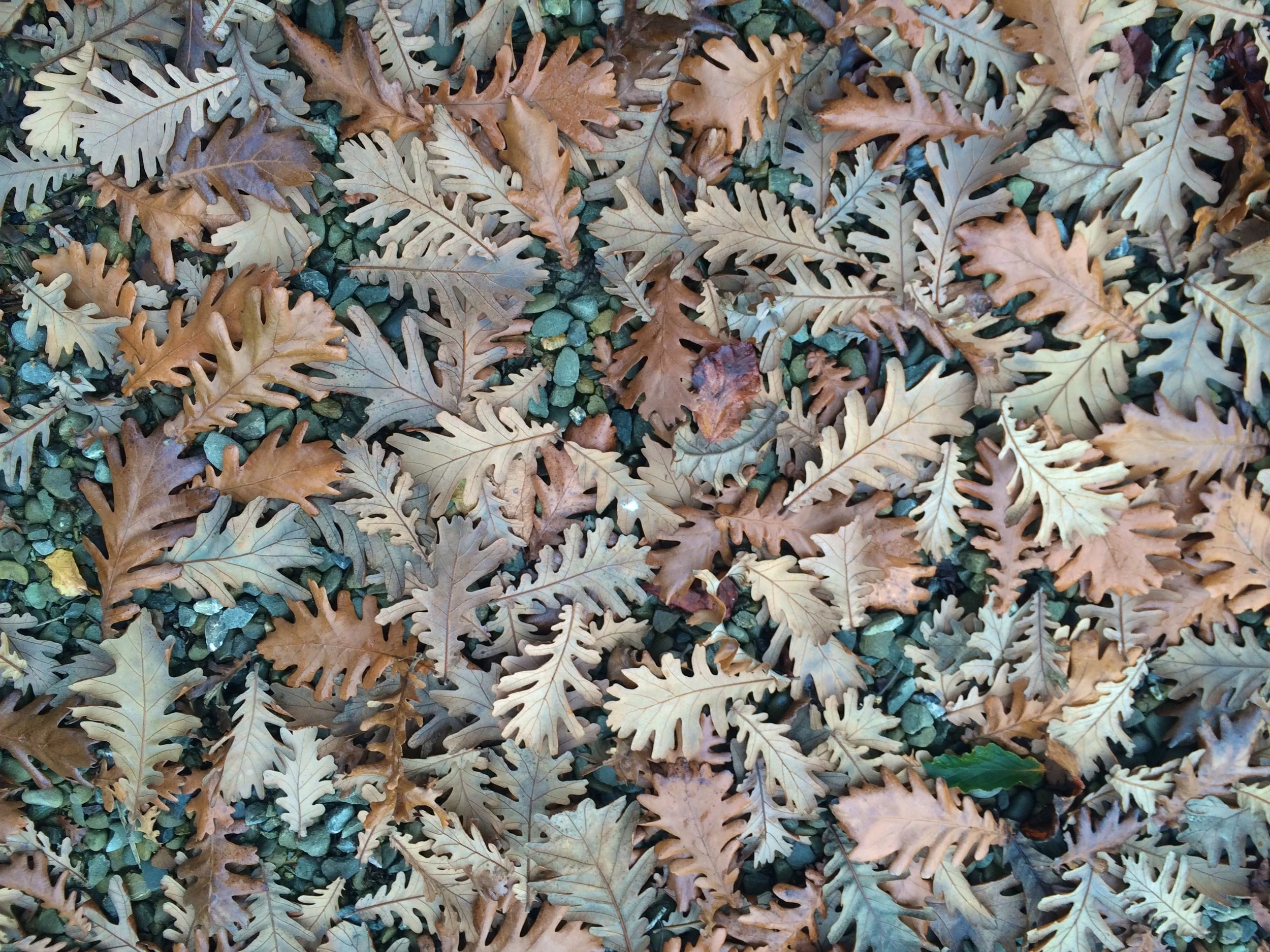 About Dave — Oaktopia