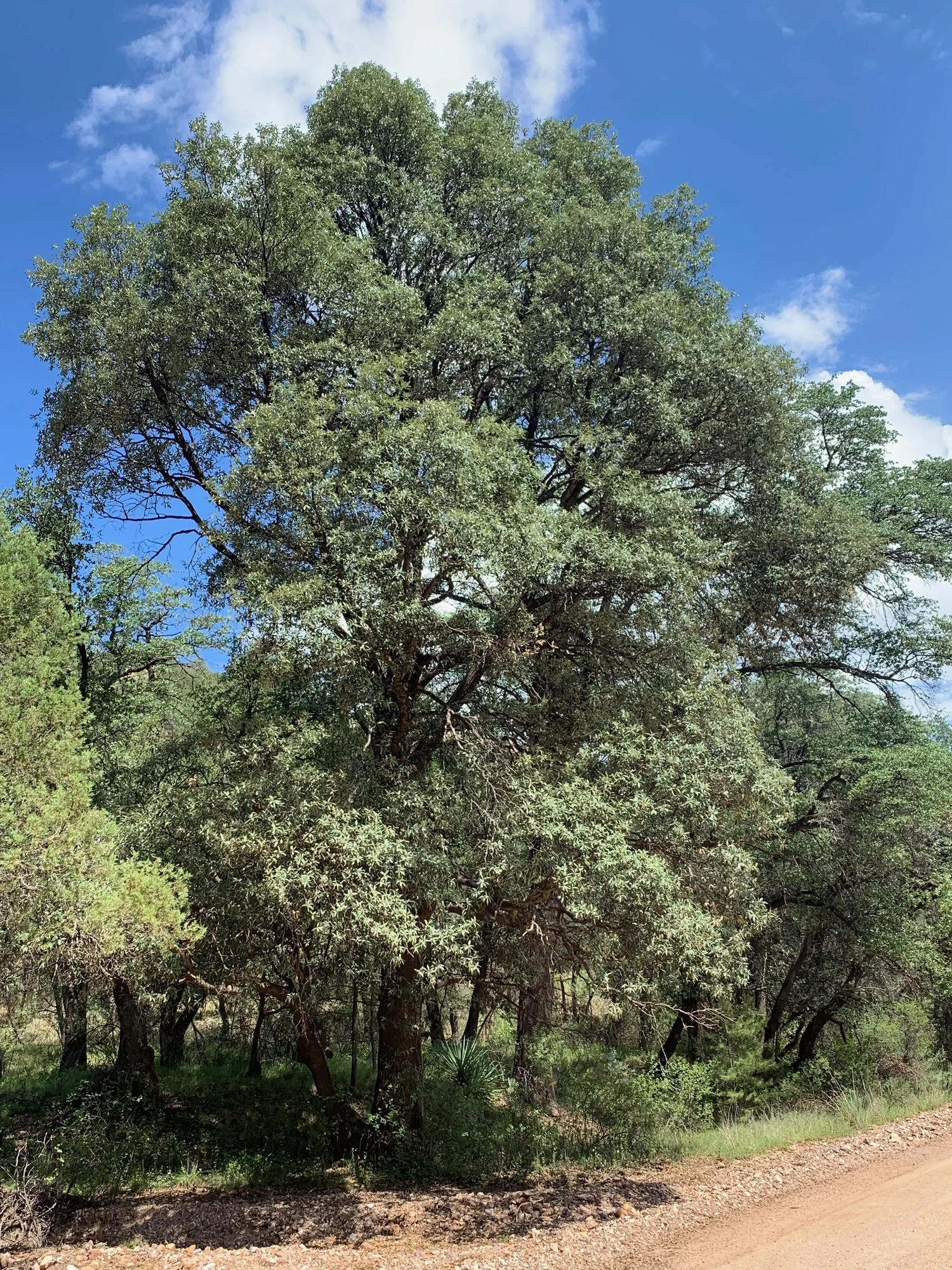 Silverleaf Oak Quercus hypoleucoides — Oaktopia