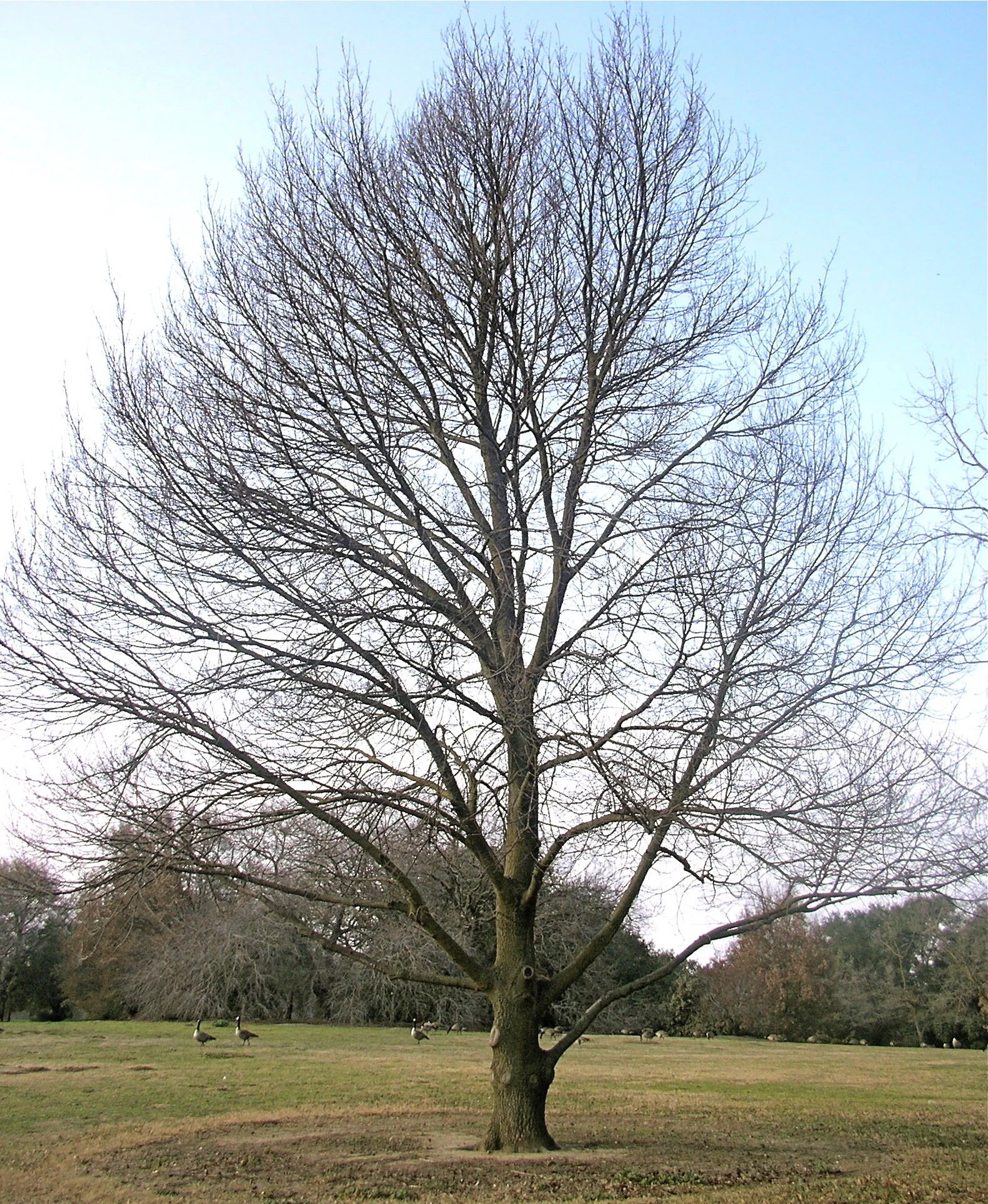 Macedonian Oak Quercus trojana — Oaktopia