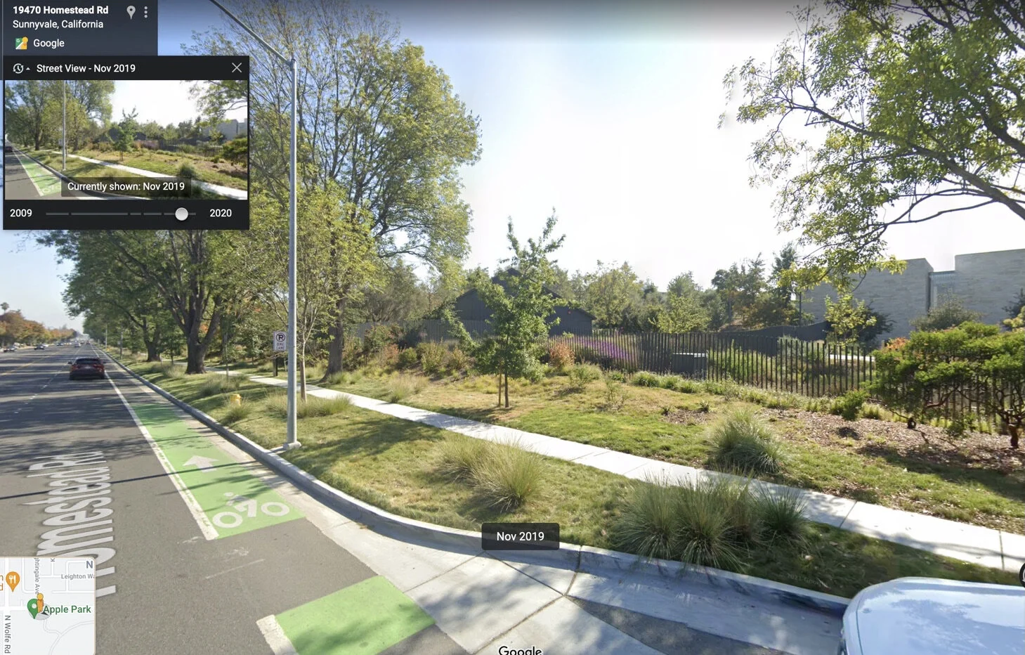 Chisos Red Oak Quercus gravesii — Oaktopia