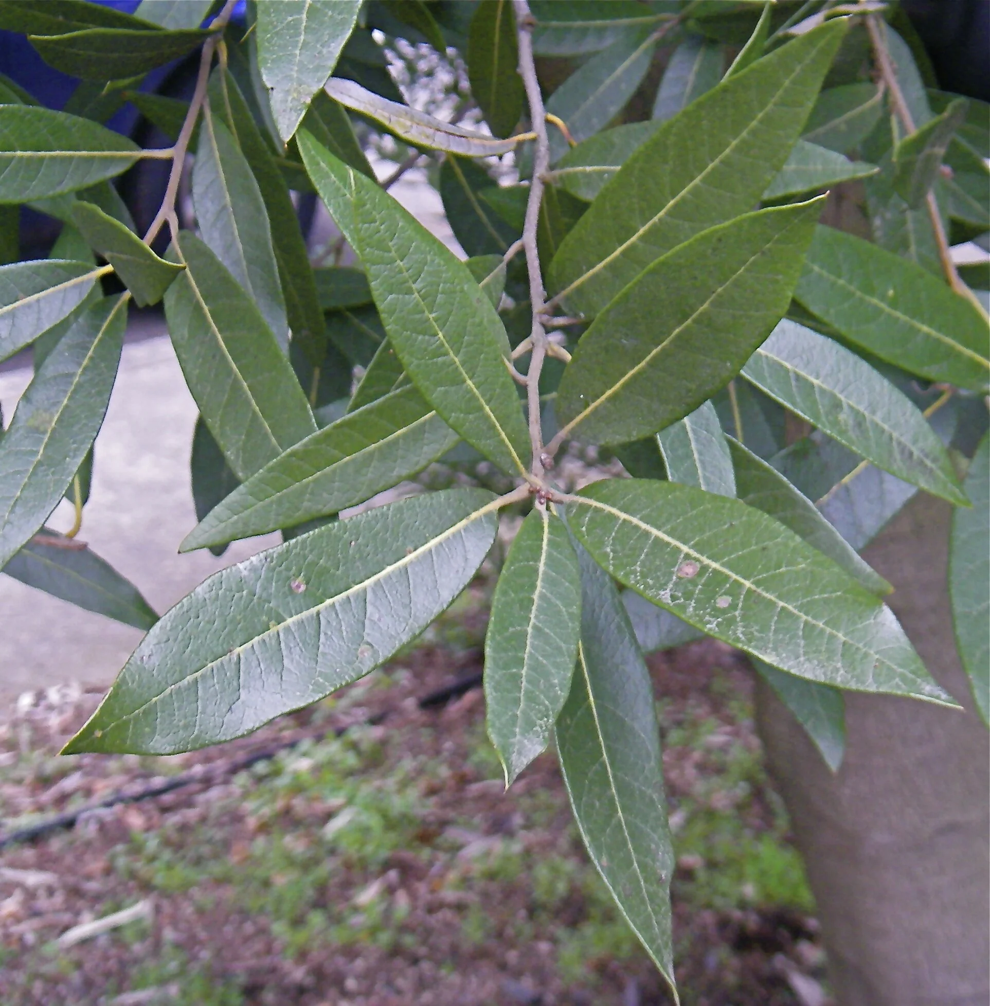Silverleaf Oak Quercus hypoleucoides — Oaktopia
