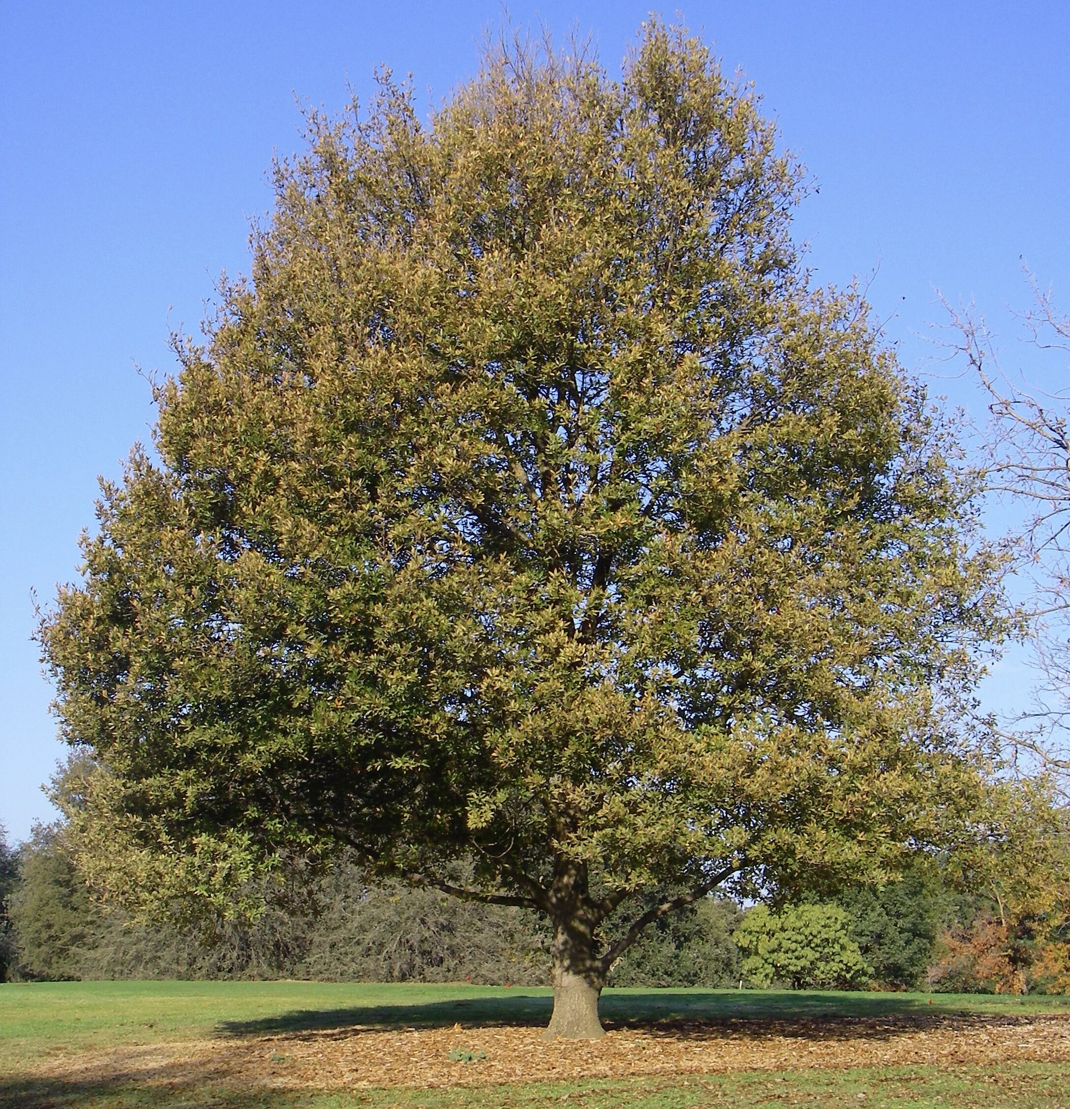 Macedonian Oak Quercus trojana — Oaktopia