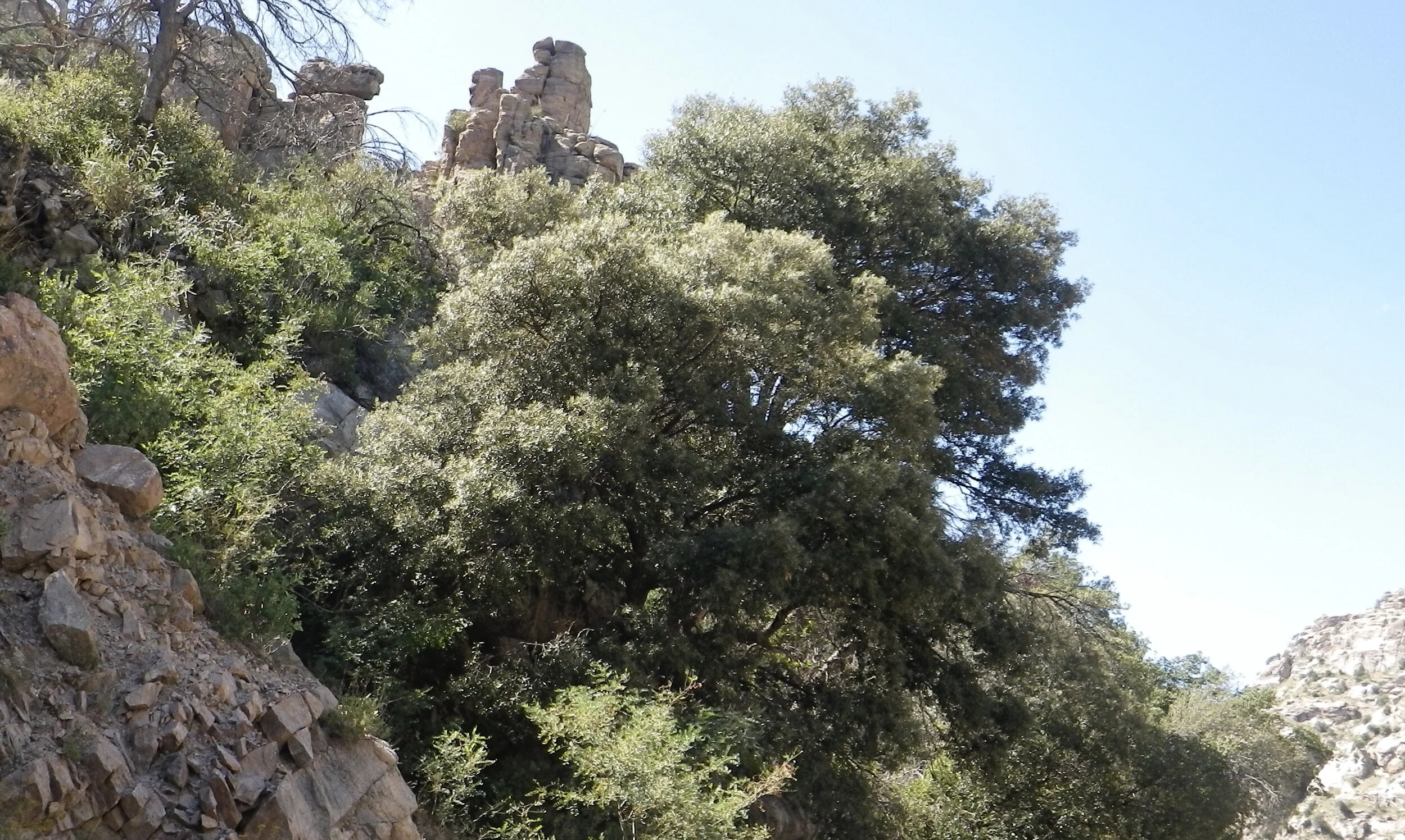 Silverleaf Oak Quercus hypoleucoides — Oaktopia