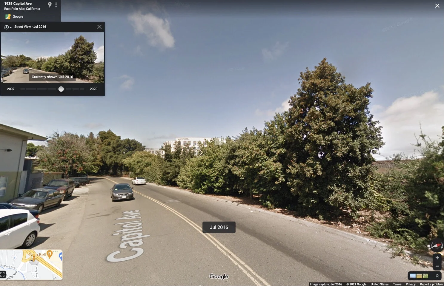 Netleaf Oak Quercus rugosa — Oaktopia