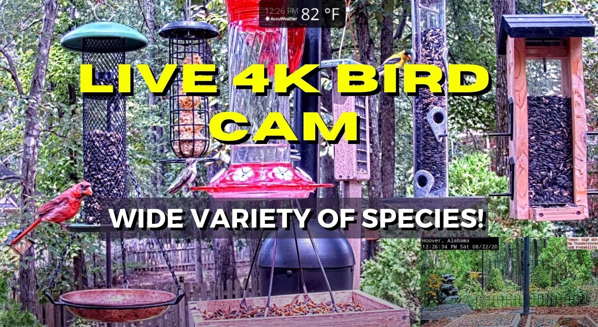Live Nature Cams — Ken Little Blog