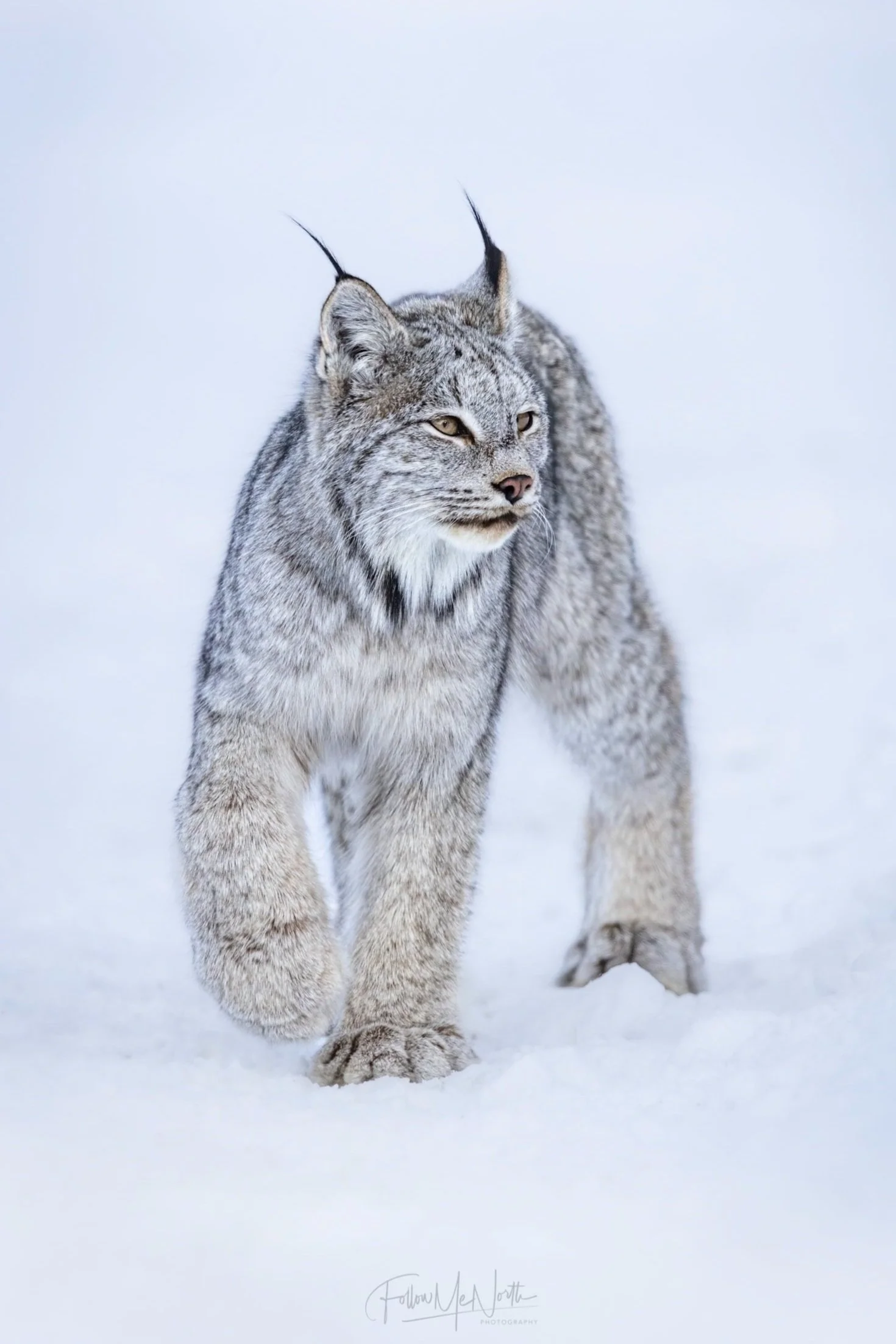 Canadian Lynx Snow