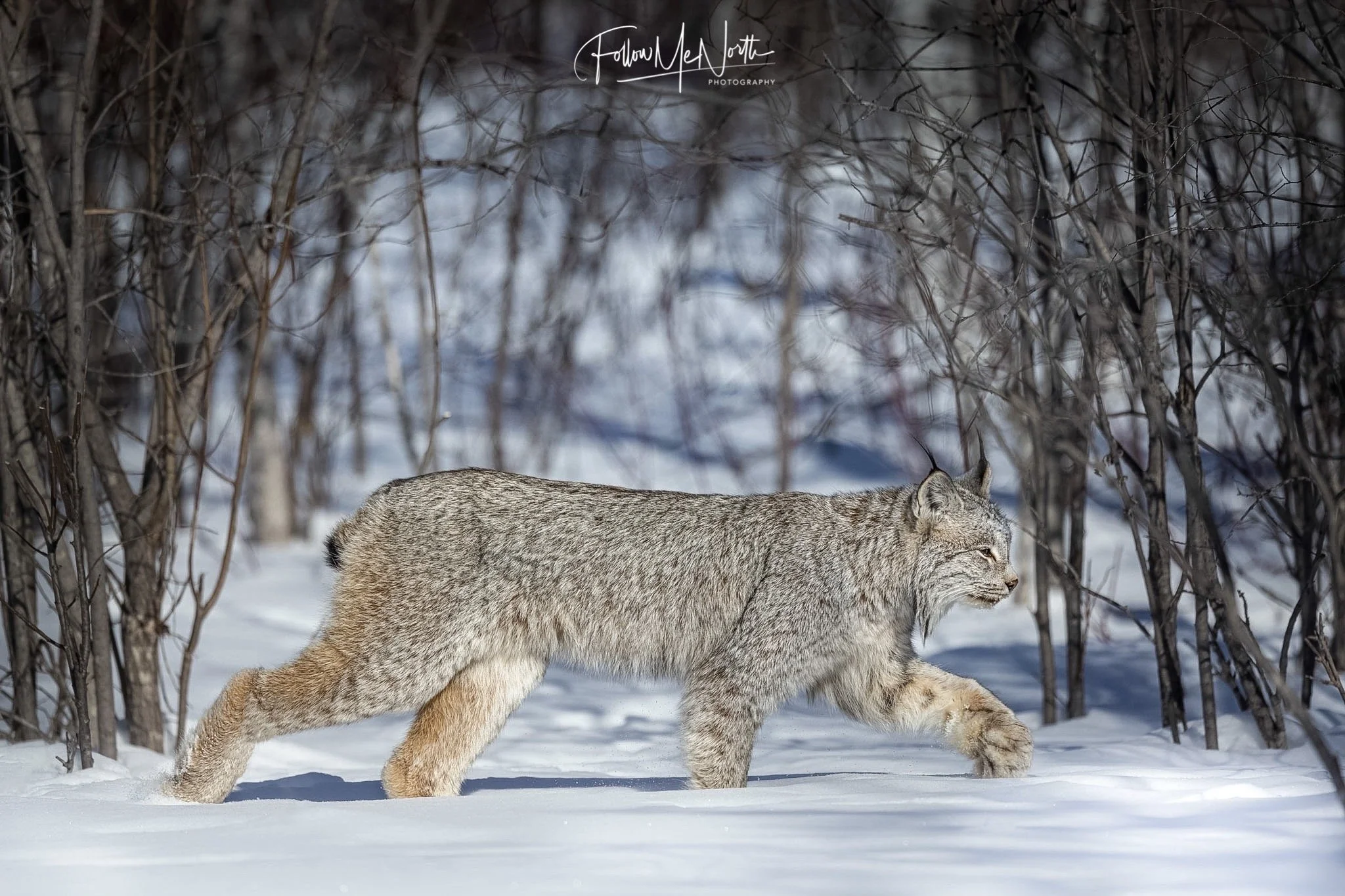 Canada Lynx Trilogy Finale — Follow Me North
