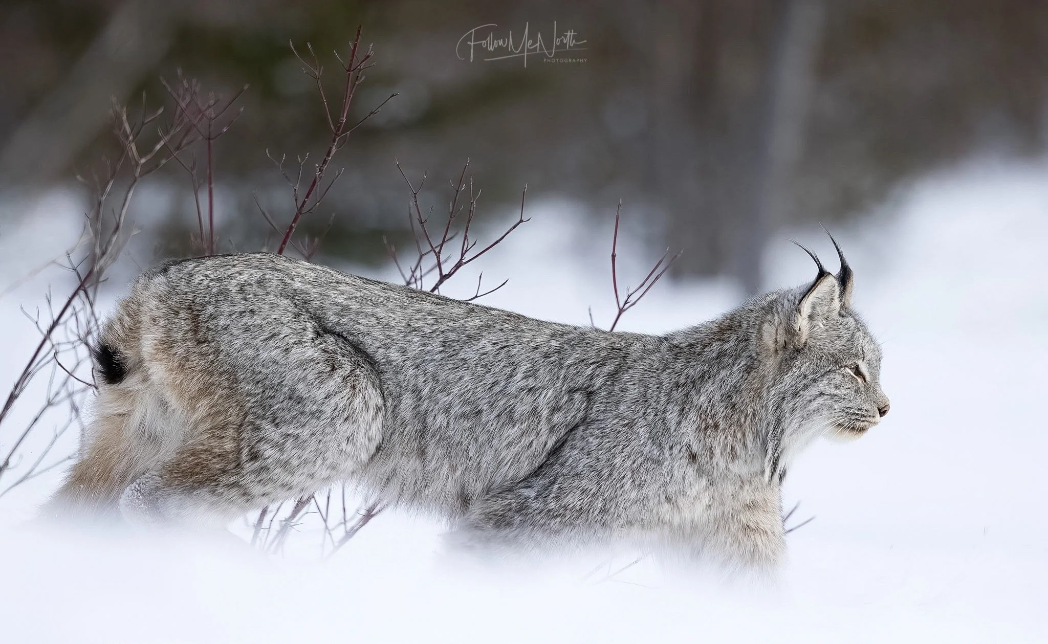 Part 2: Canada Lynx Quest Continued — Follow Me North