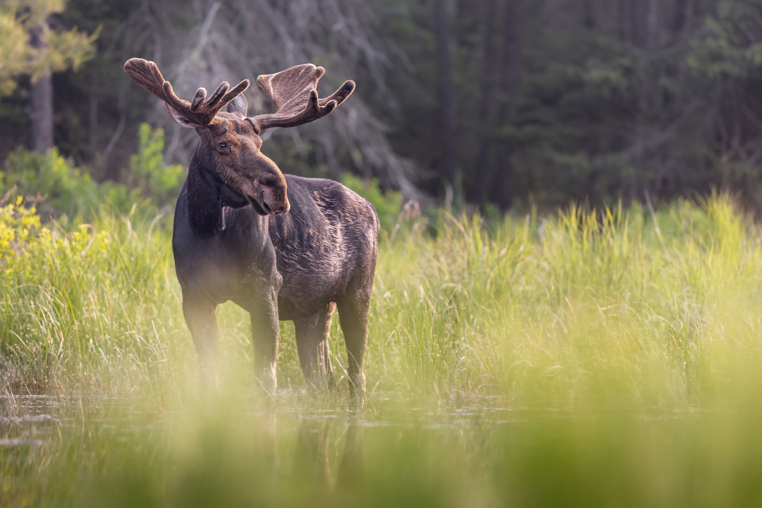 Algonquin Park Wildlife & Landscape Photography Workshop — Follow Me North