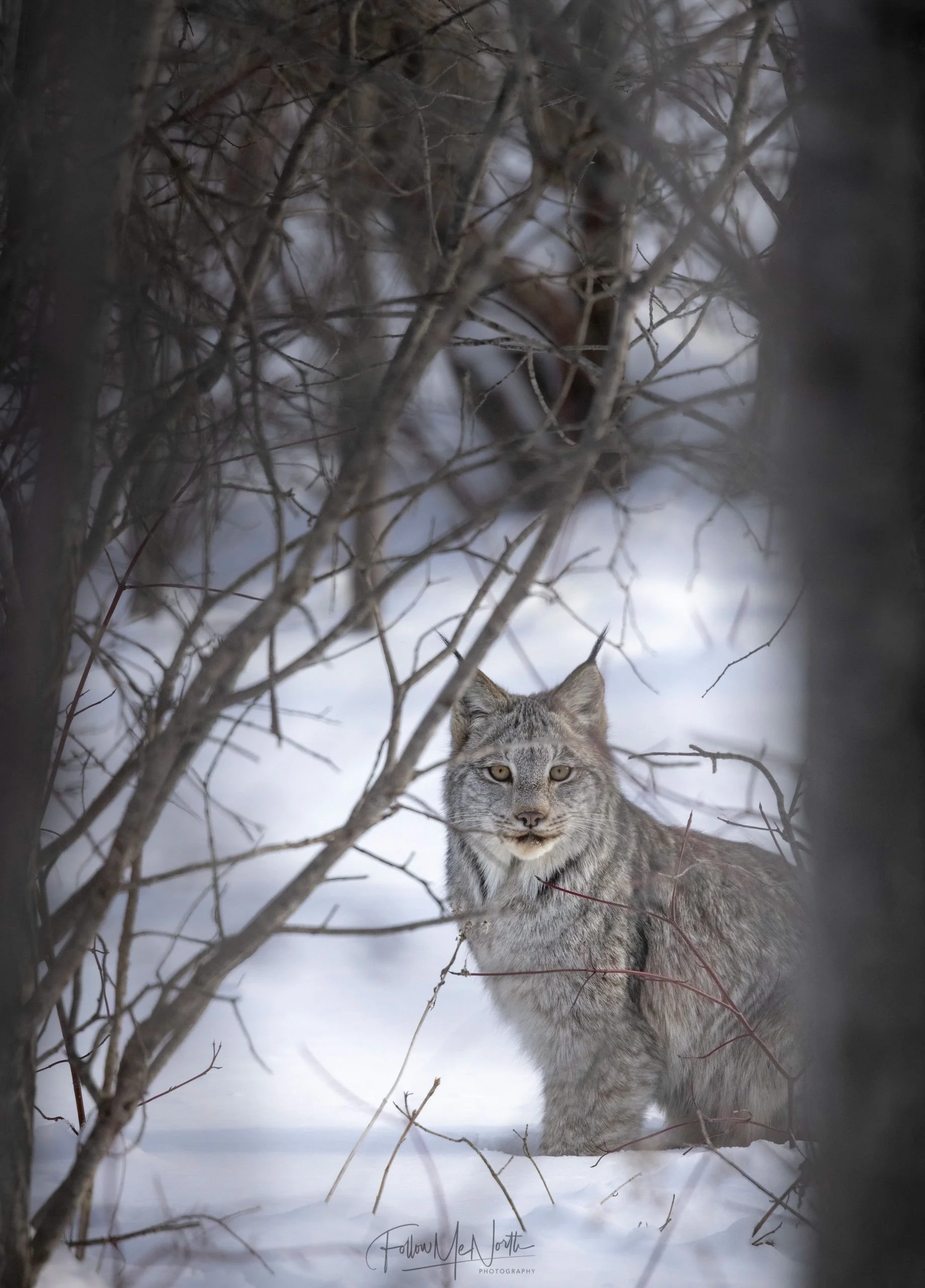 Canada Lynx Quest Continued — Follow Me North