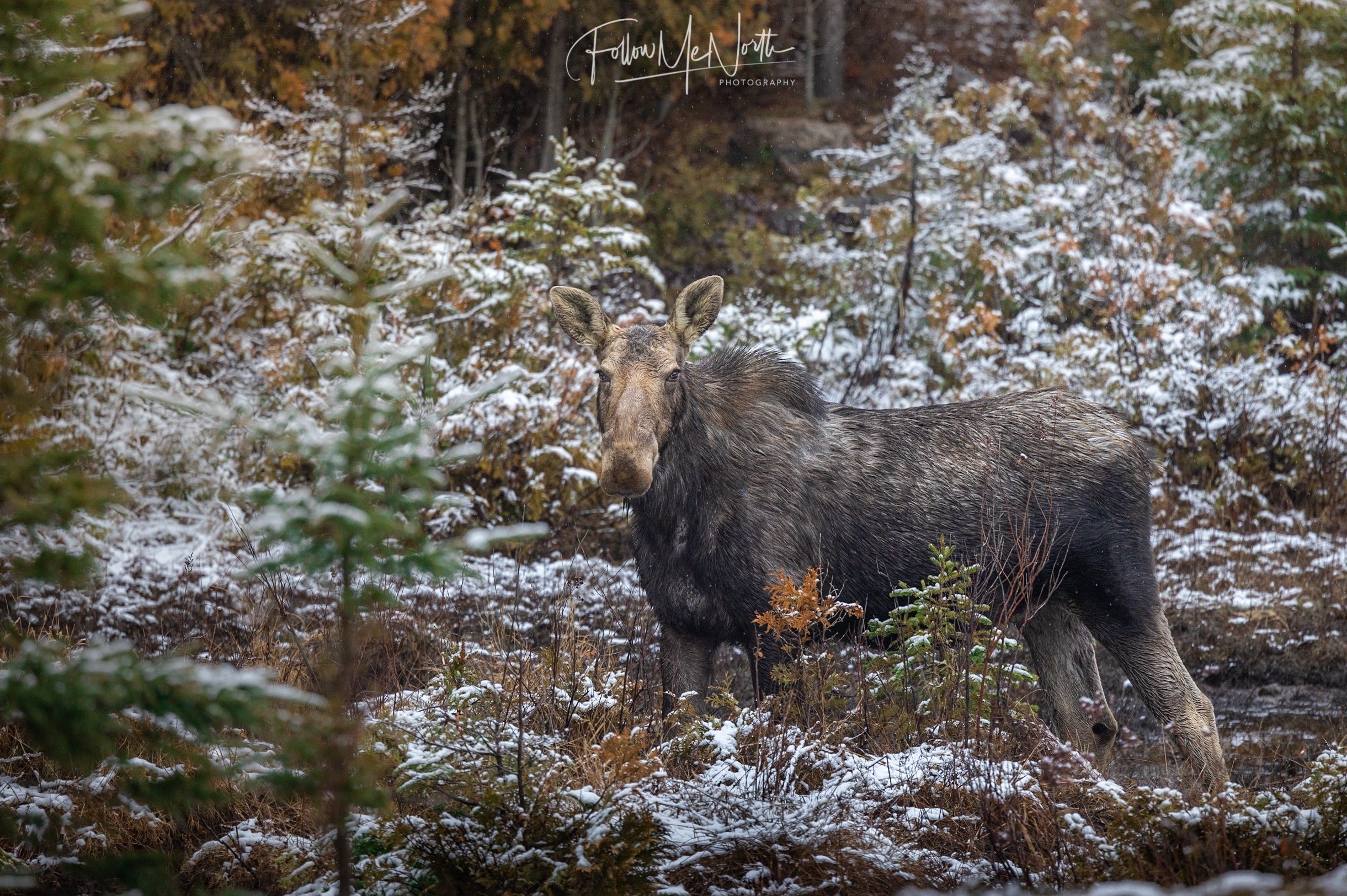Winter Ticks vs. Moose in Algonquin Park — Follow Me North