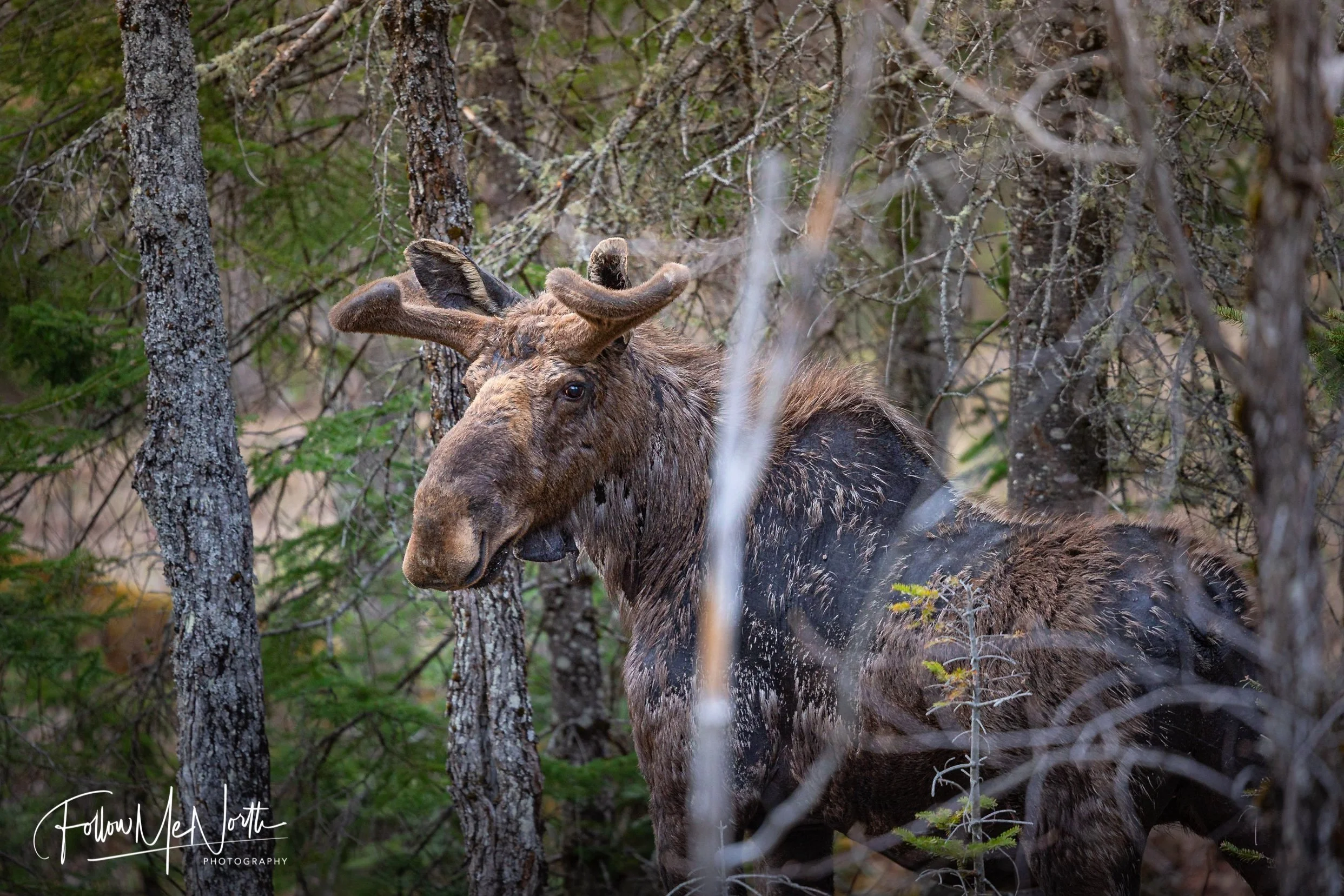 Winter Ticks vs. Moose in Algonquin Park — Follow Me North