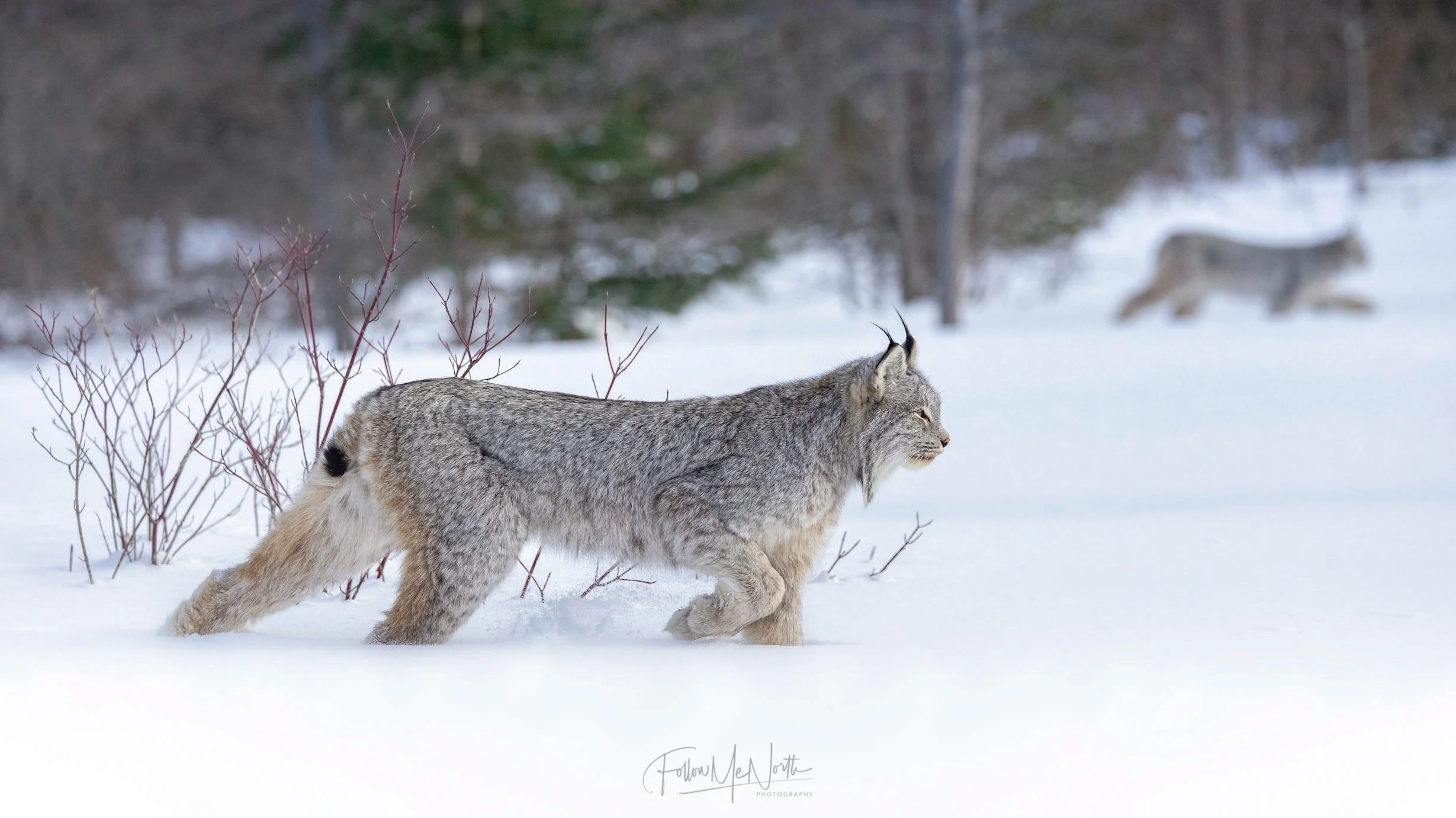 Canada Lynx Quest Continued — Follow Me North