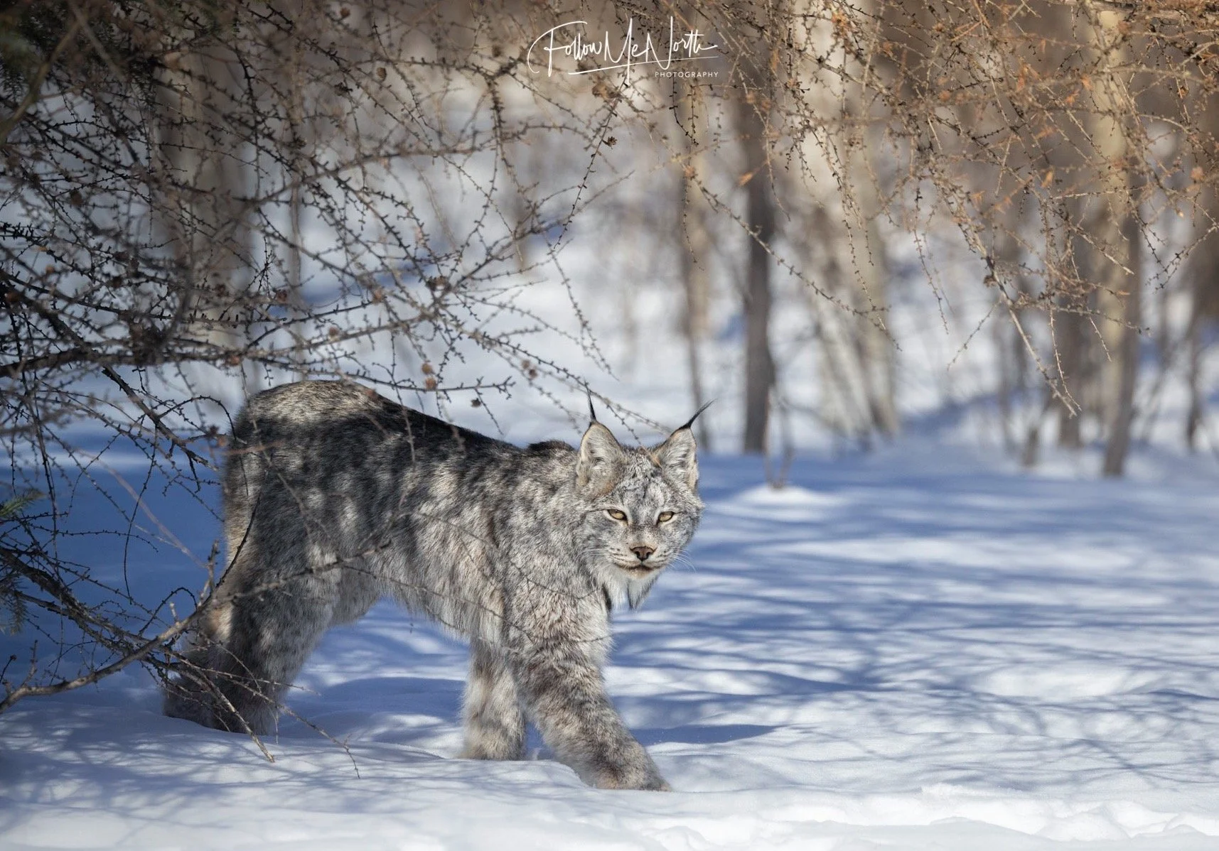 Canada Lynx Trilogy Finale — Follow Me North