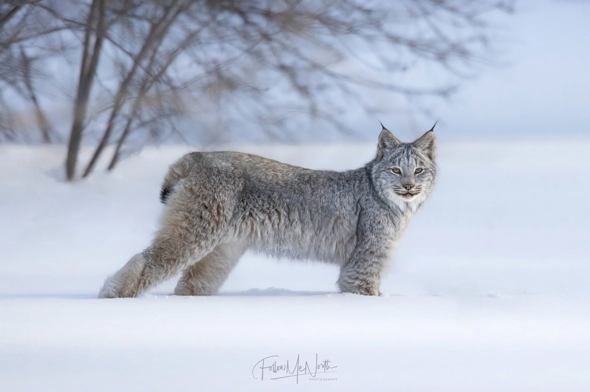 Part 2: Canada Lynx Quest Continued — Follow Me North