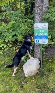 Square Lake Water Steward Program: 2024 Update — Square Lake Association
