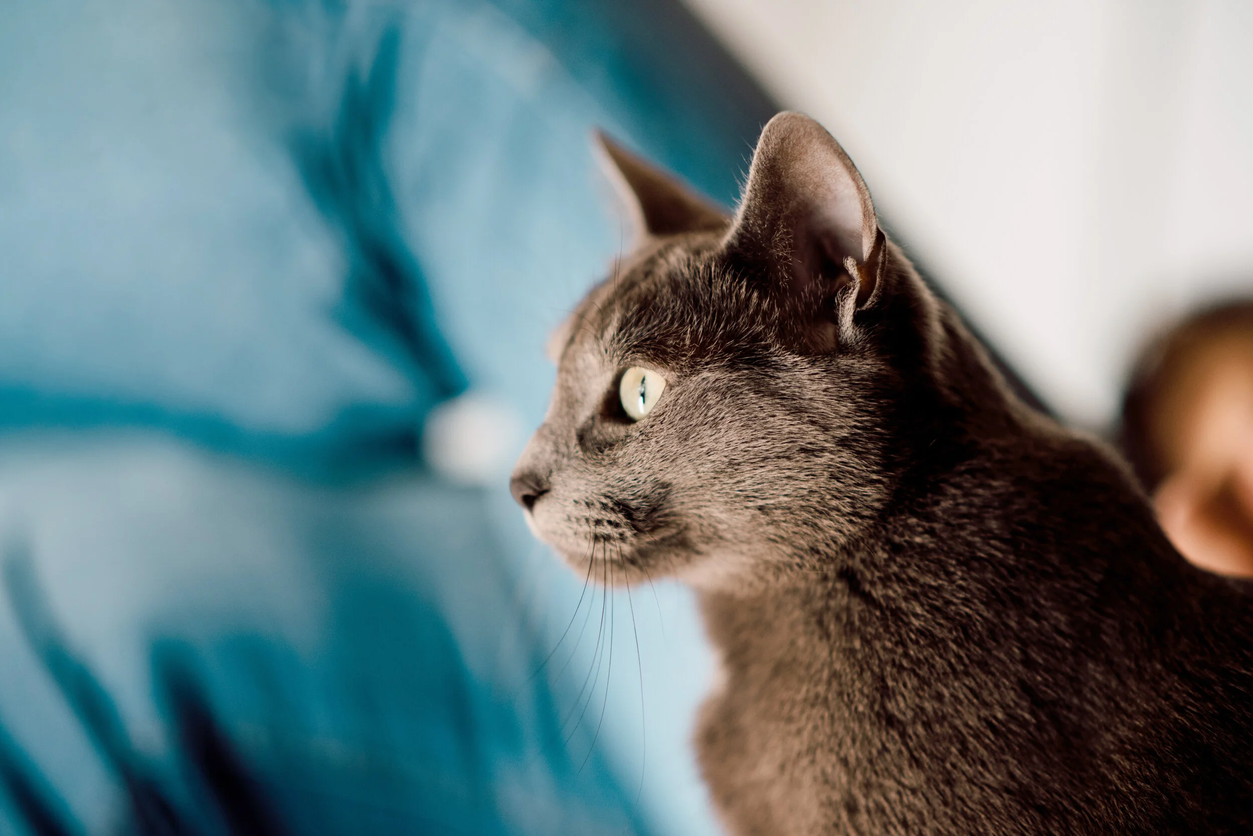 Doppler Veterinary Network — About Doppler Veterinary Network