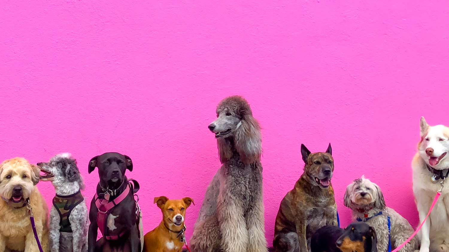 Wonder Dog Canine Club