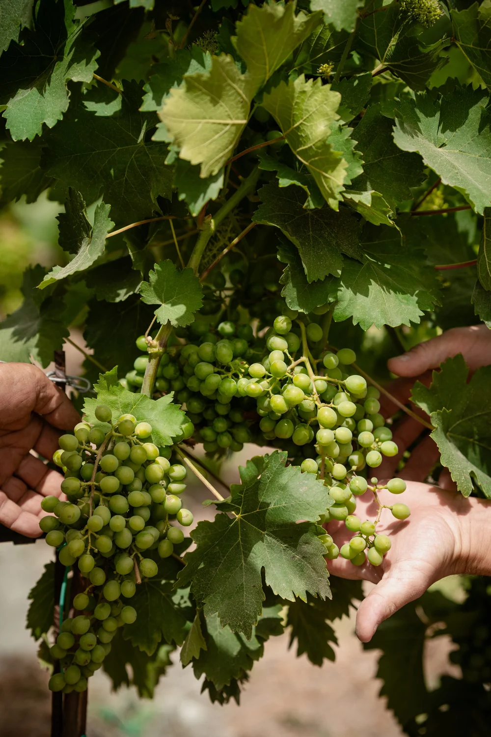 Tenuta Palmeri - Eleganti e senza tempo