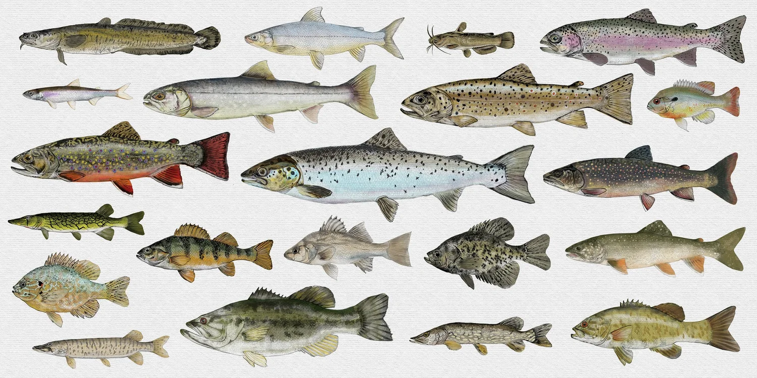 Maine Department of Inland Fisheries and Wildlife — Portland Design Co