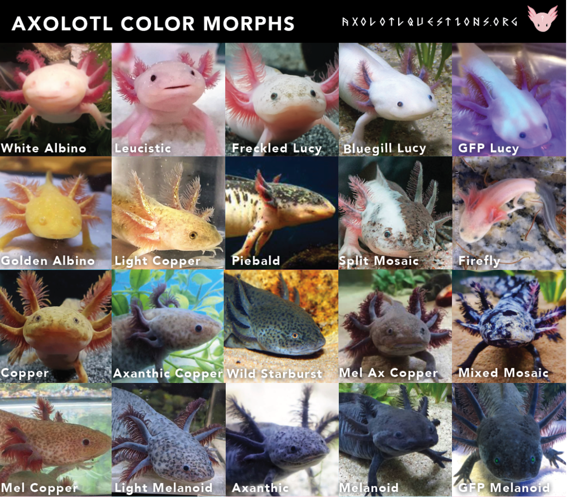 Axolotl Colors 20 Types Of Axolotl Morphs And Pictures Porn Sex Picture