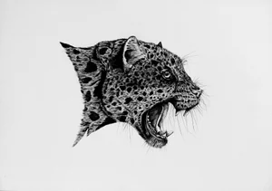 The leopard — Pas Draws