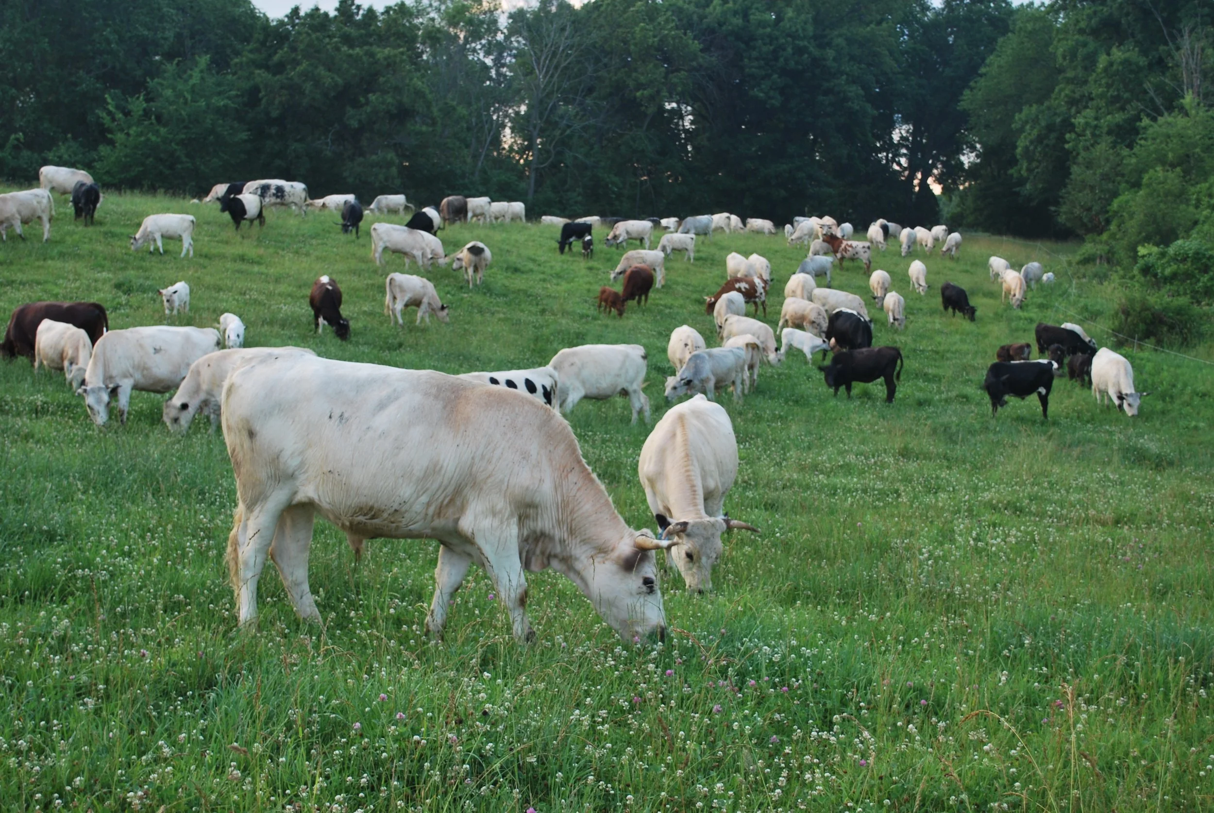 About — Washtenaw Meats
