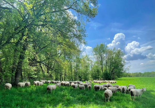 Washtenaw Meats | SE Michigan | Farm-to-Table Meats