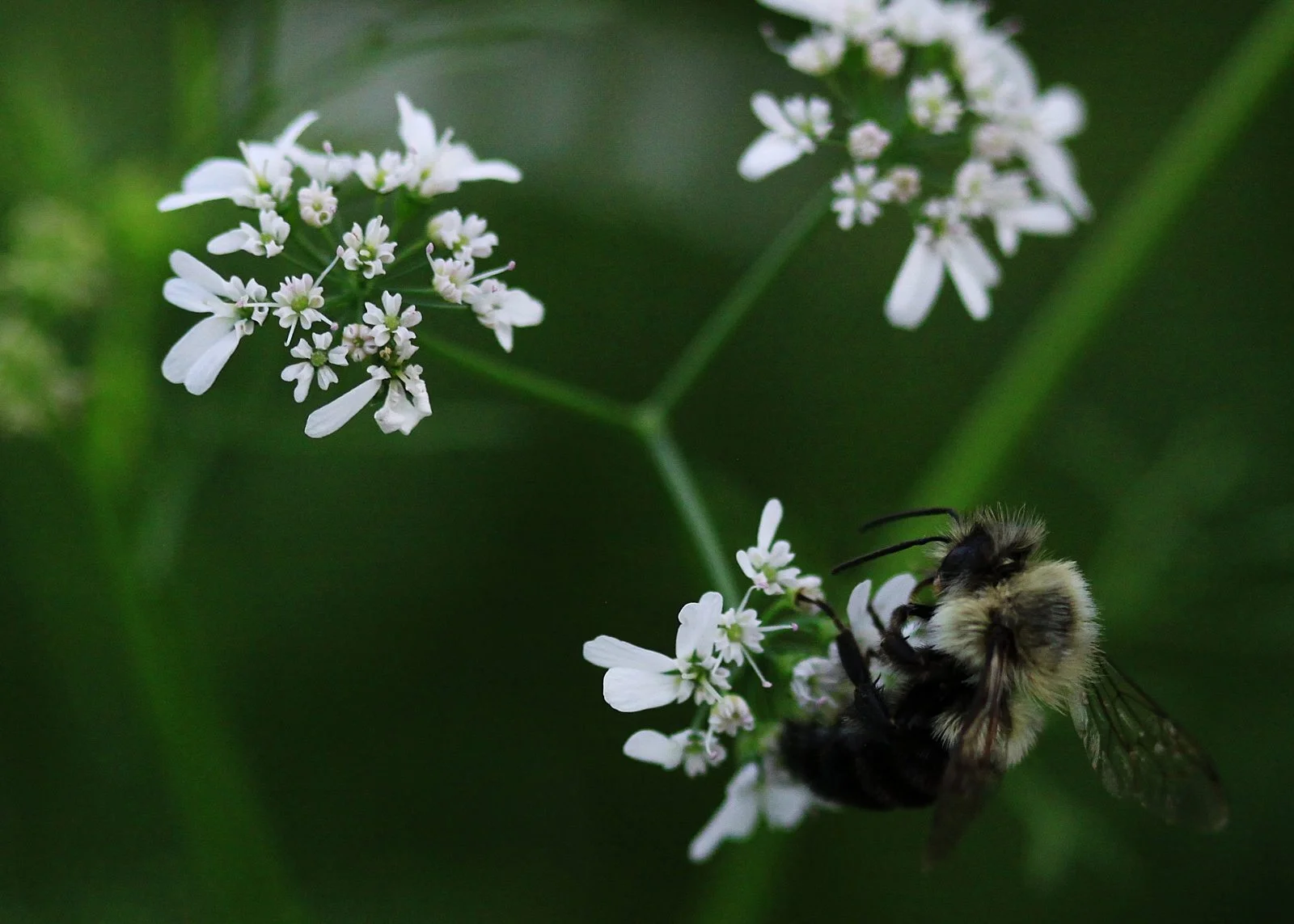 Fresh Produce — Gull Valley Growers