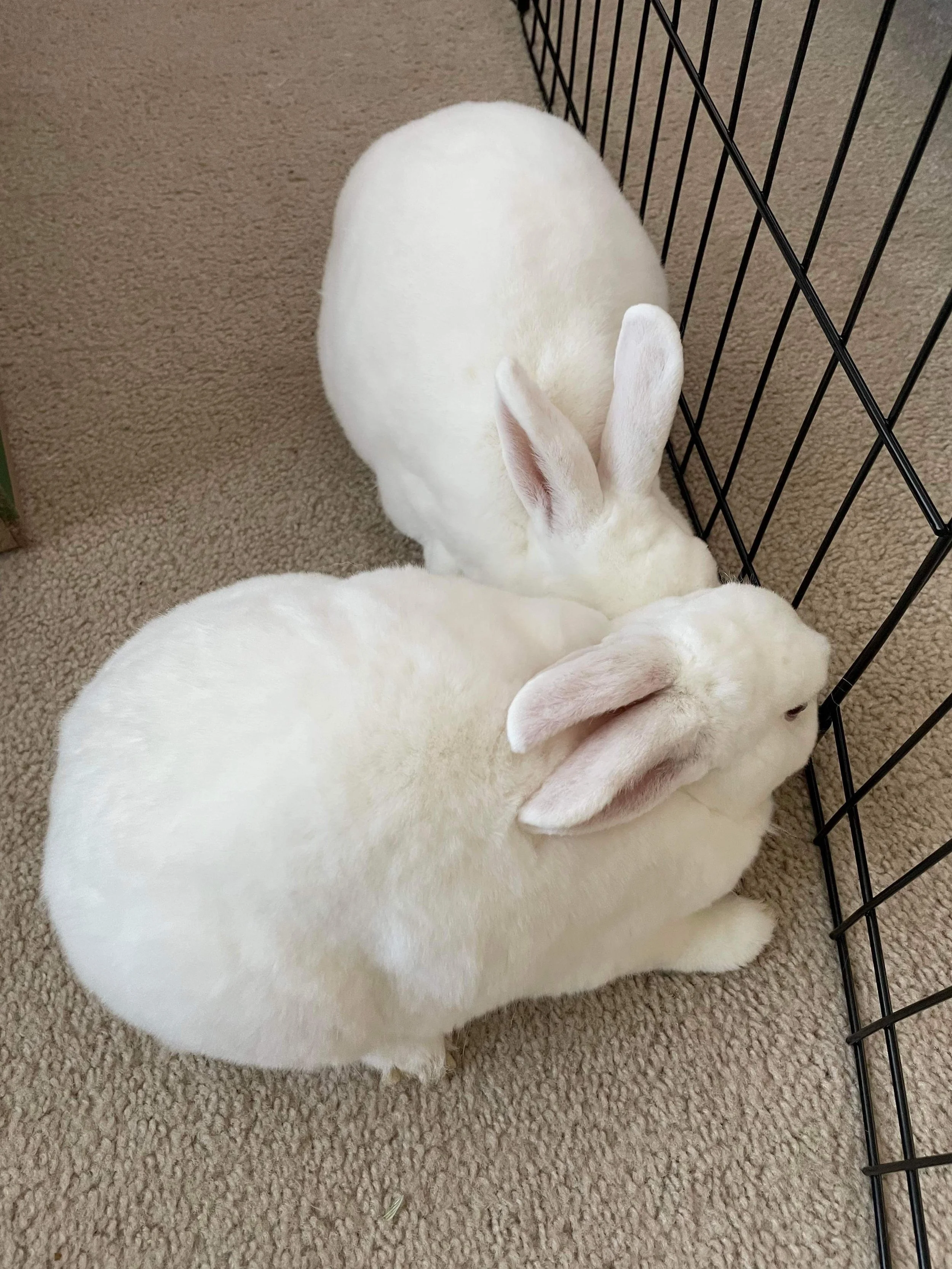 New Bunny Checklist — Dolly's Dream Home